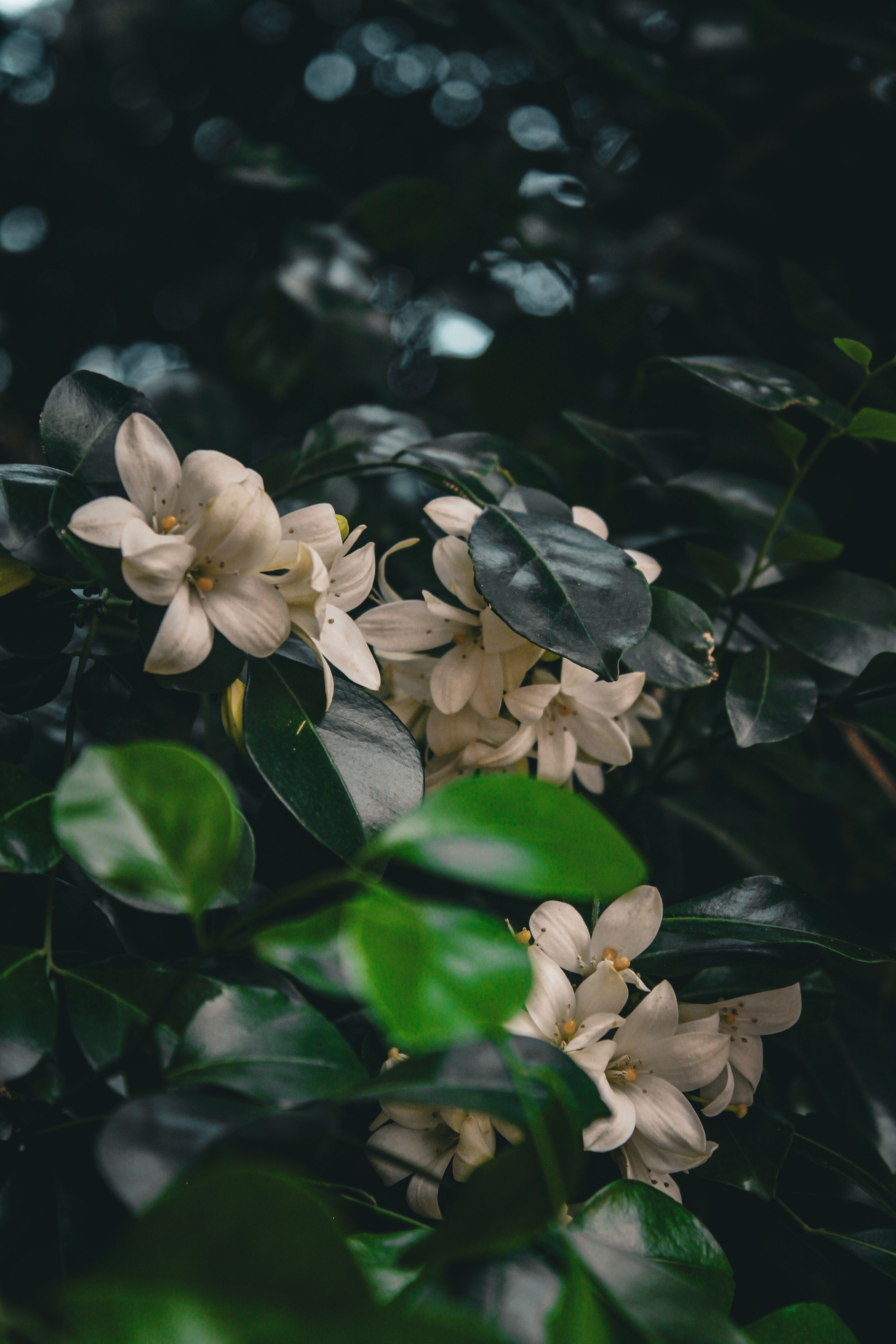 White Flowers in Nature · Free Stock Photo