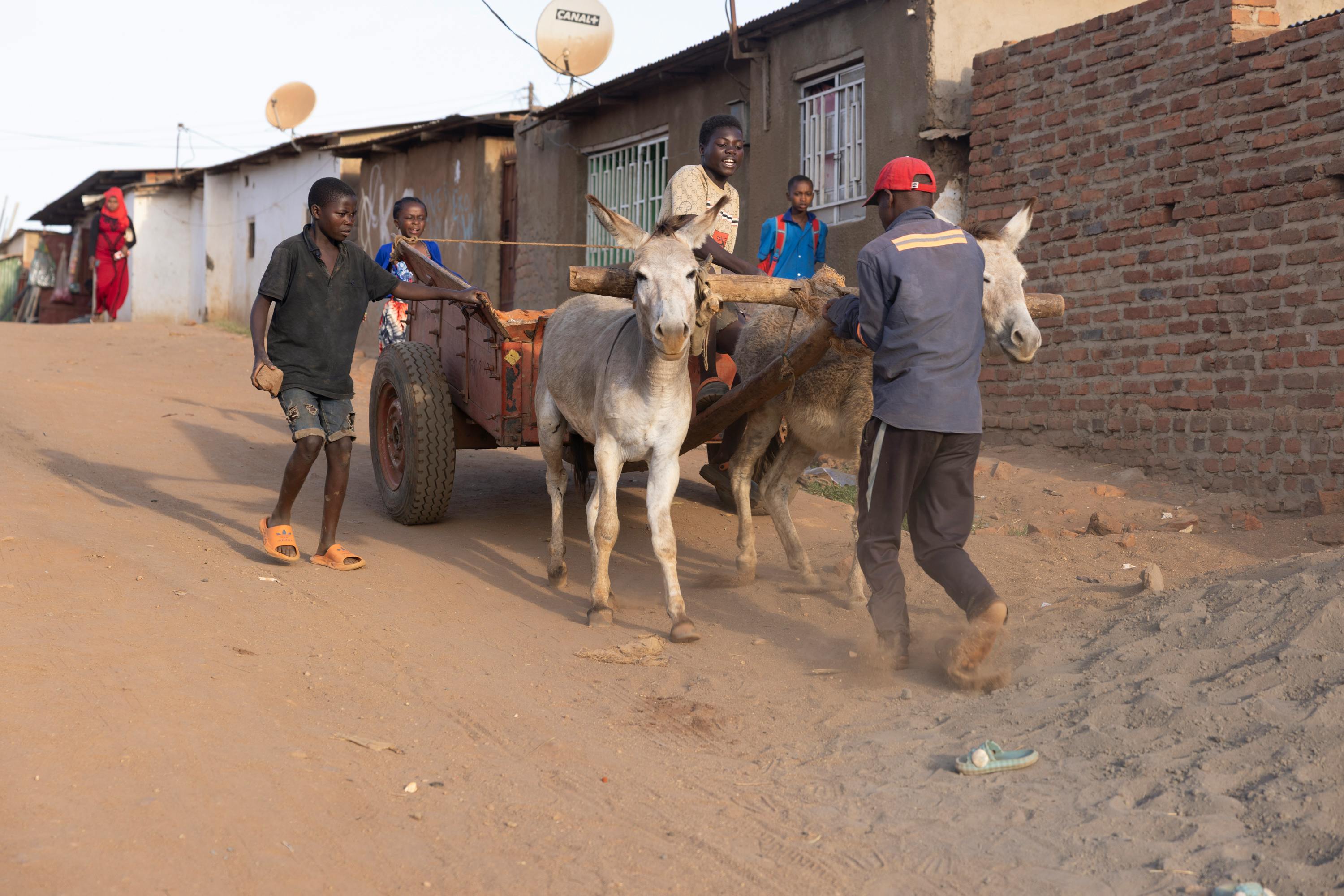 Donkey Images Photos, Download The BEST Free Donkey Images Stock Photos ...