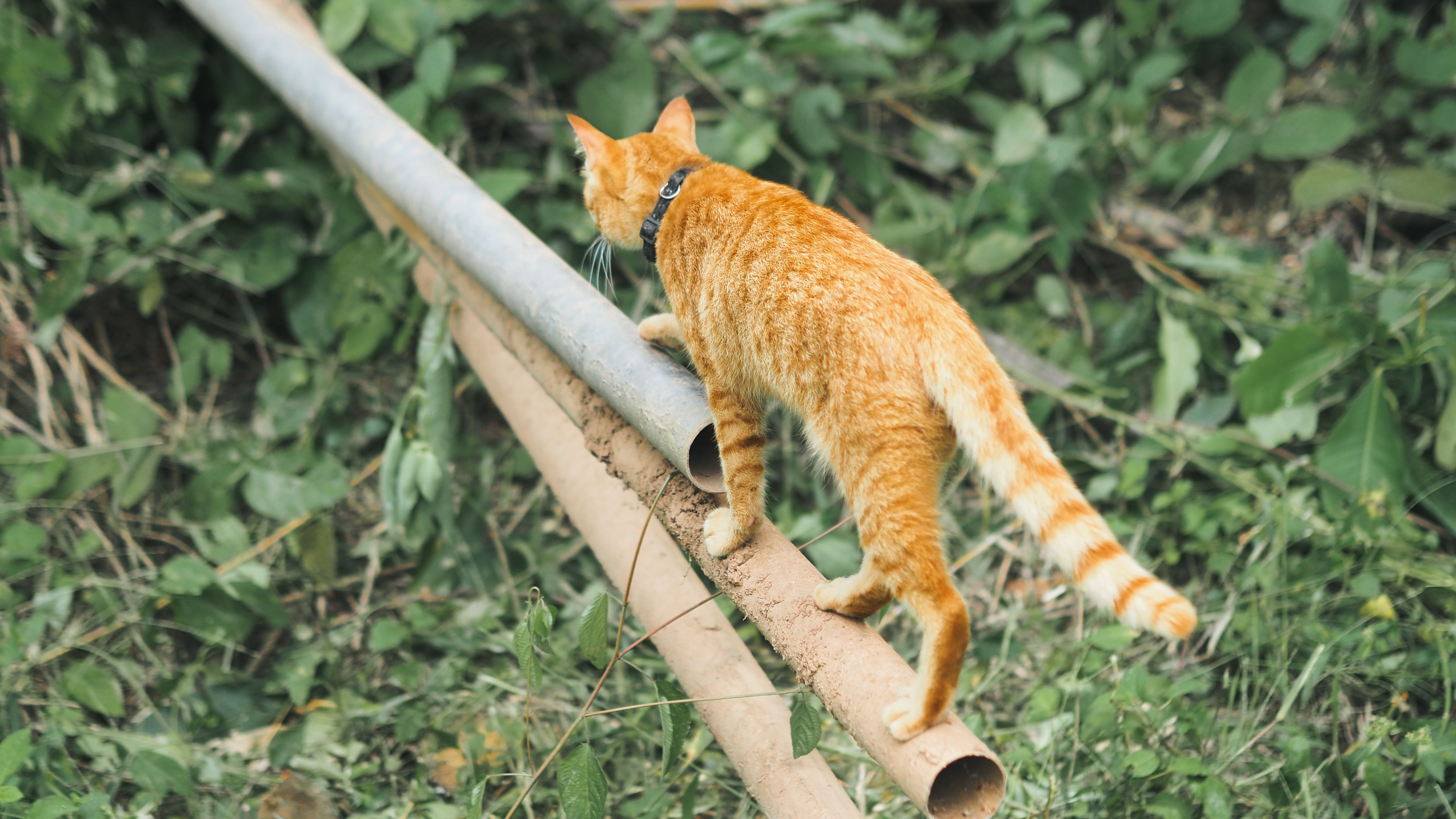 Orange Cat Balancing on Outdoor Pipes · Free Stock Photo