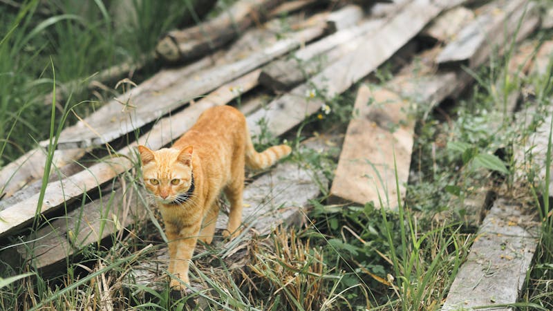 Smurf Cat Photos, Download The BEST Free Smurf Cat Stock Photos & HD Images