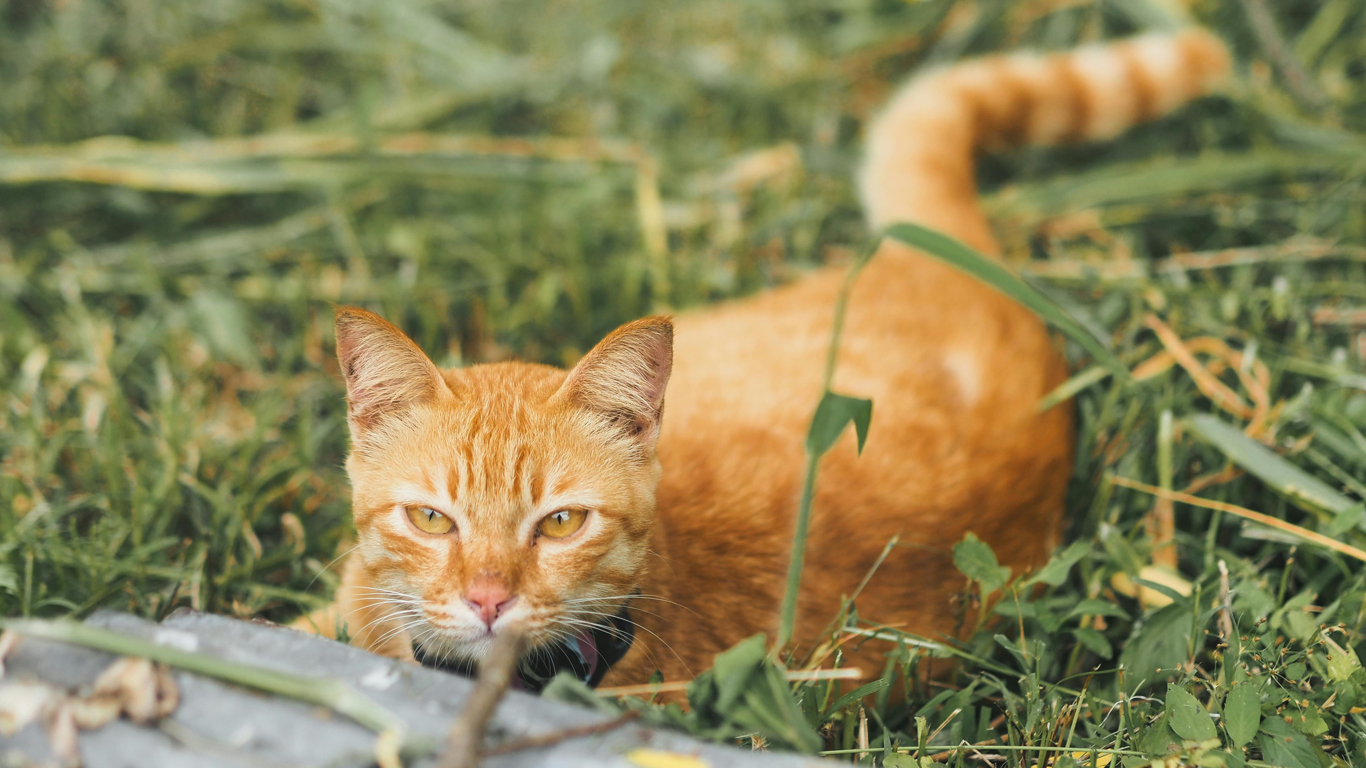 Sigma Cat Photos, Download The BEST Free Sigma Cat Stock Photos & HD Images