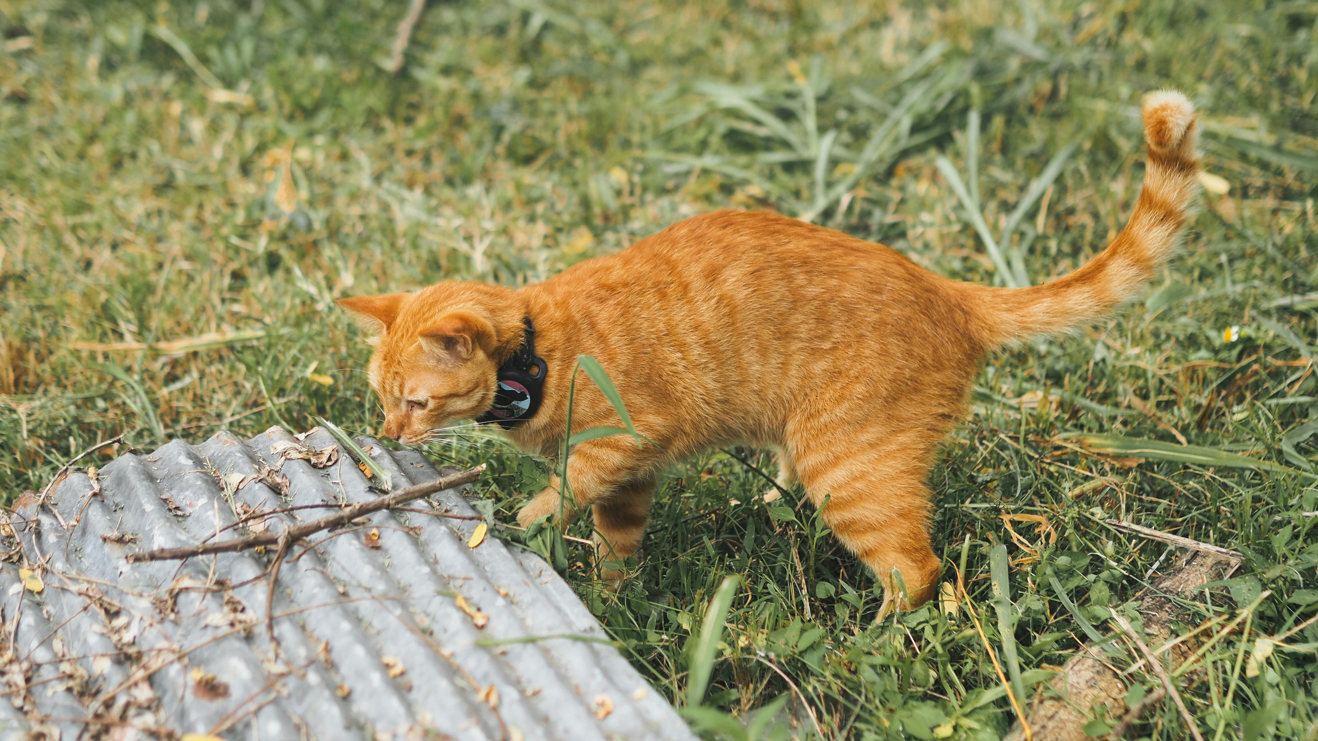 Sigma Cat Photos, Download The BEST Free Sigma Cat Stock Photos & HD Images