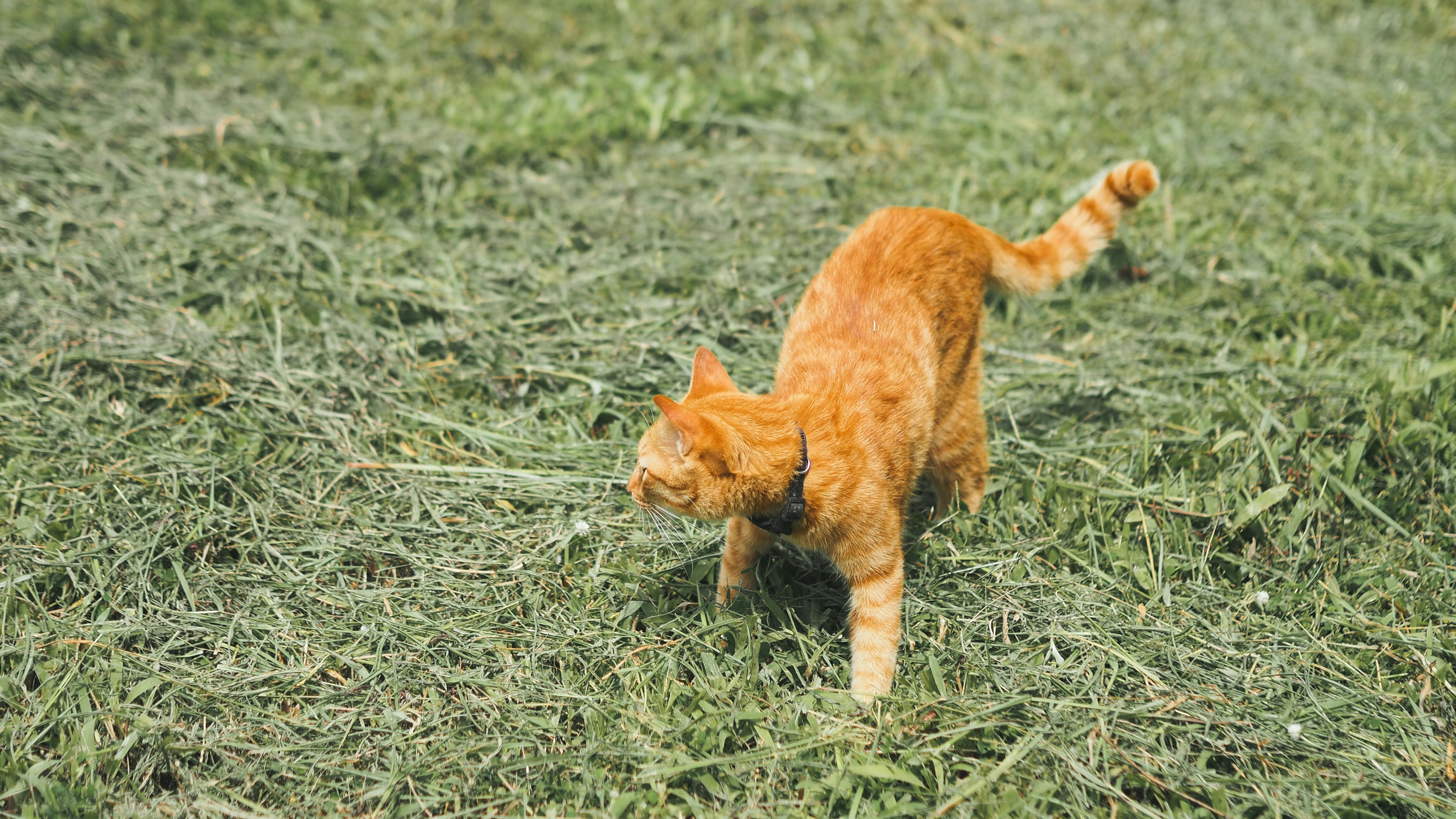 Sigma Cat Photos, Download The BEST Free Sigma Cat Stock Photos & HD Images