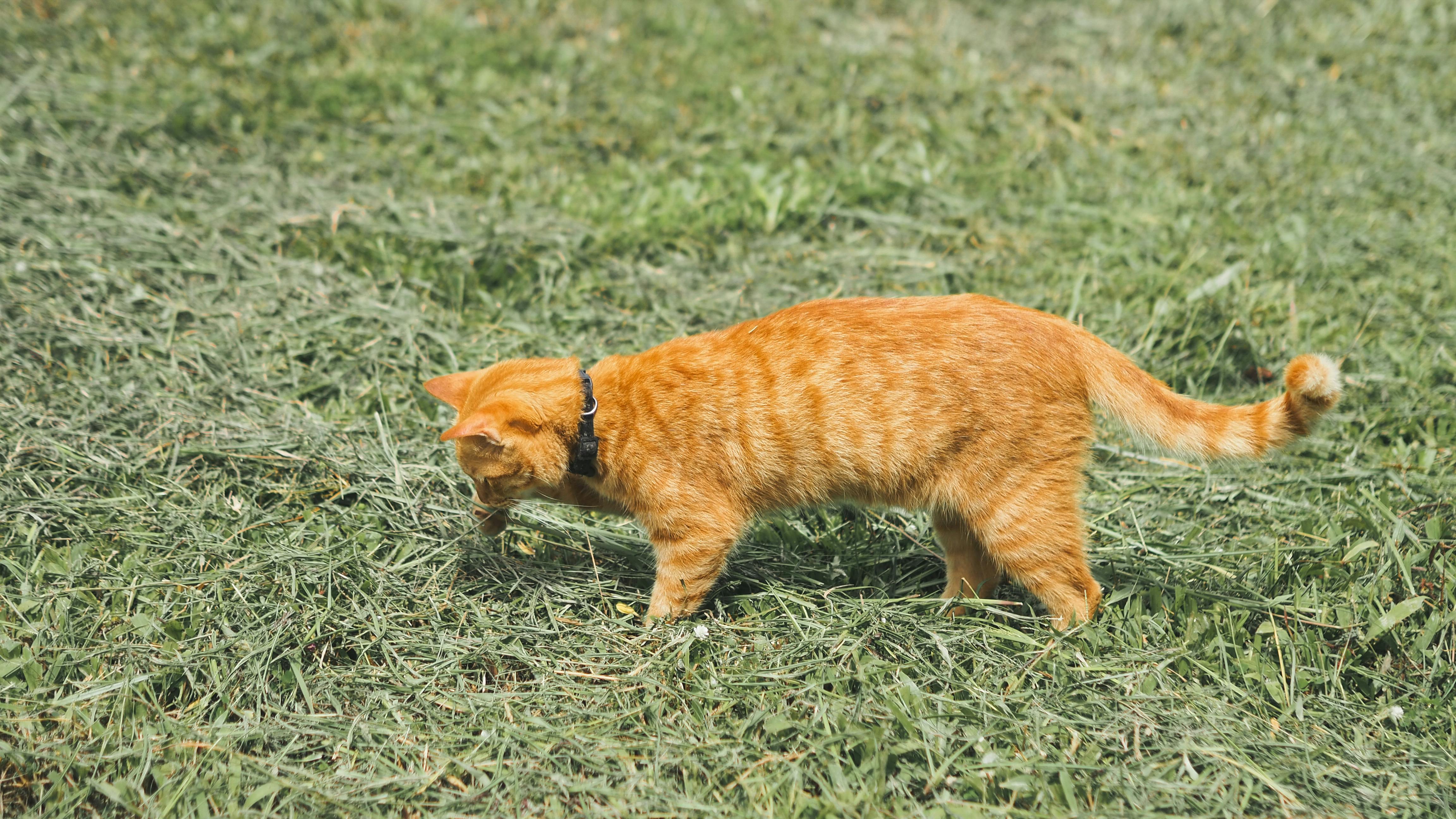 Sigma Cat Photos, Download The BEST Free Sigma Cat Stock Photos & HD Images