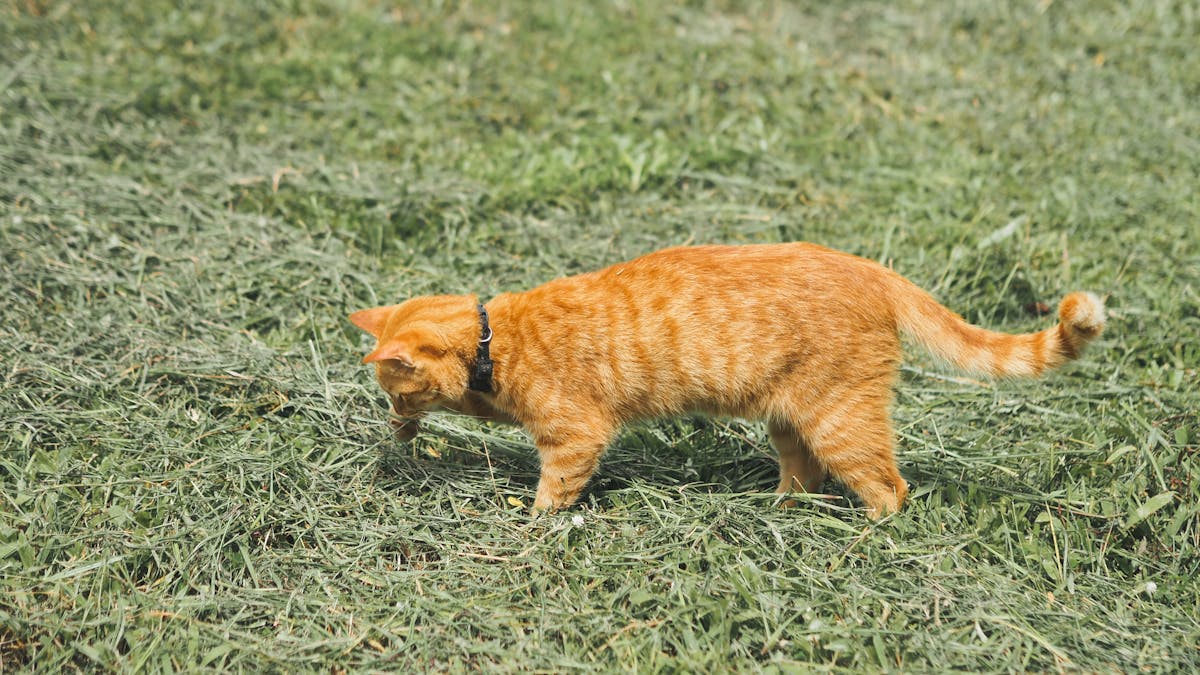 Smurf Cat Photos, Download The BEST Free Smurf Cat Stock Photos & HD Images