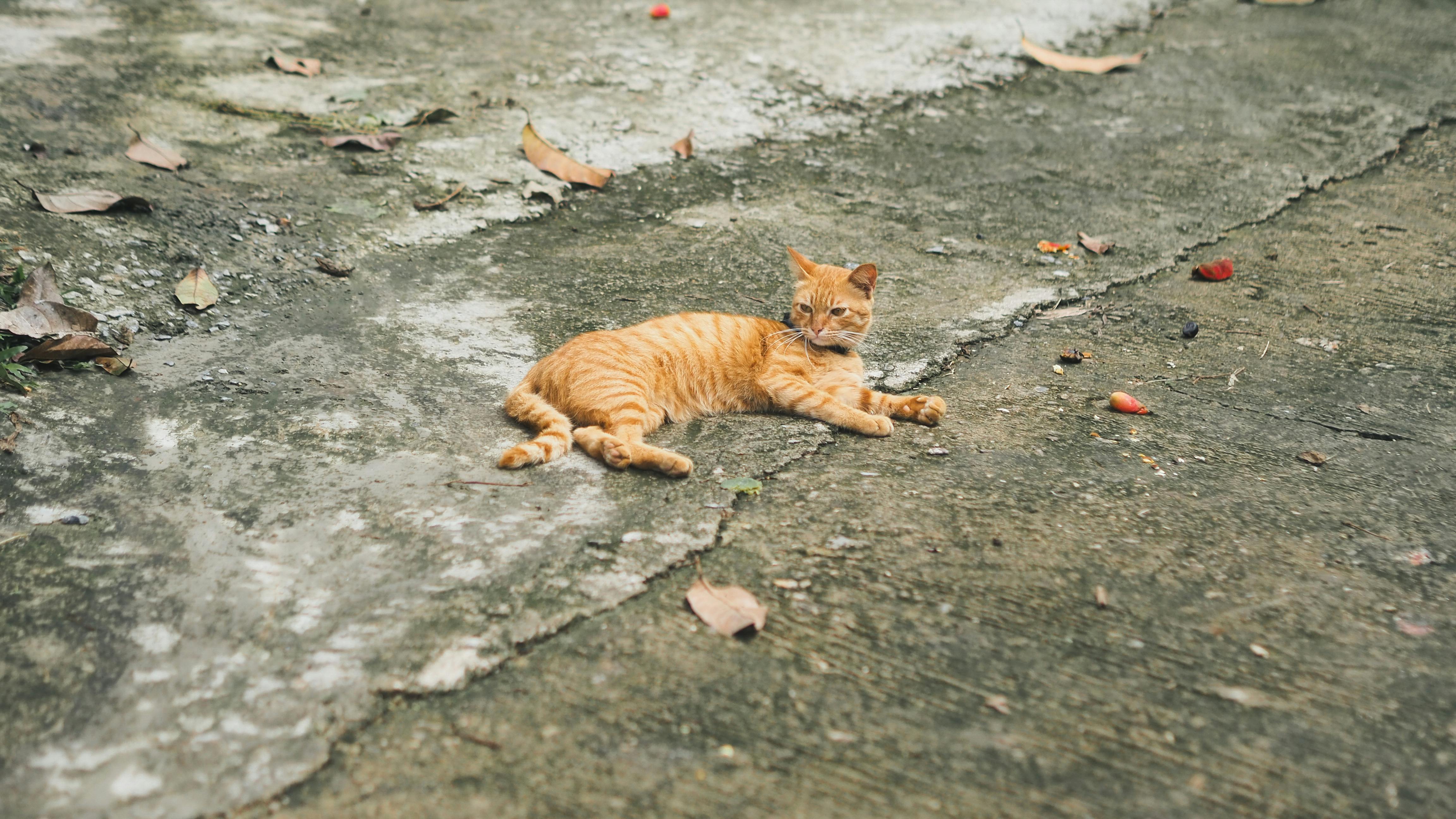 Sigma Cat Photos, Download The BEST Free Sigma Cat Stock Photos & HD Images