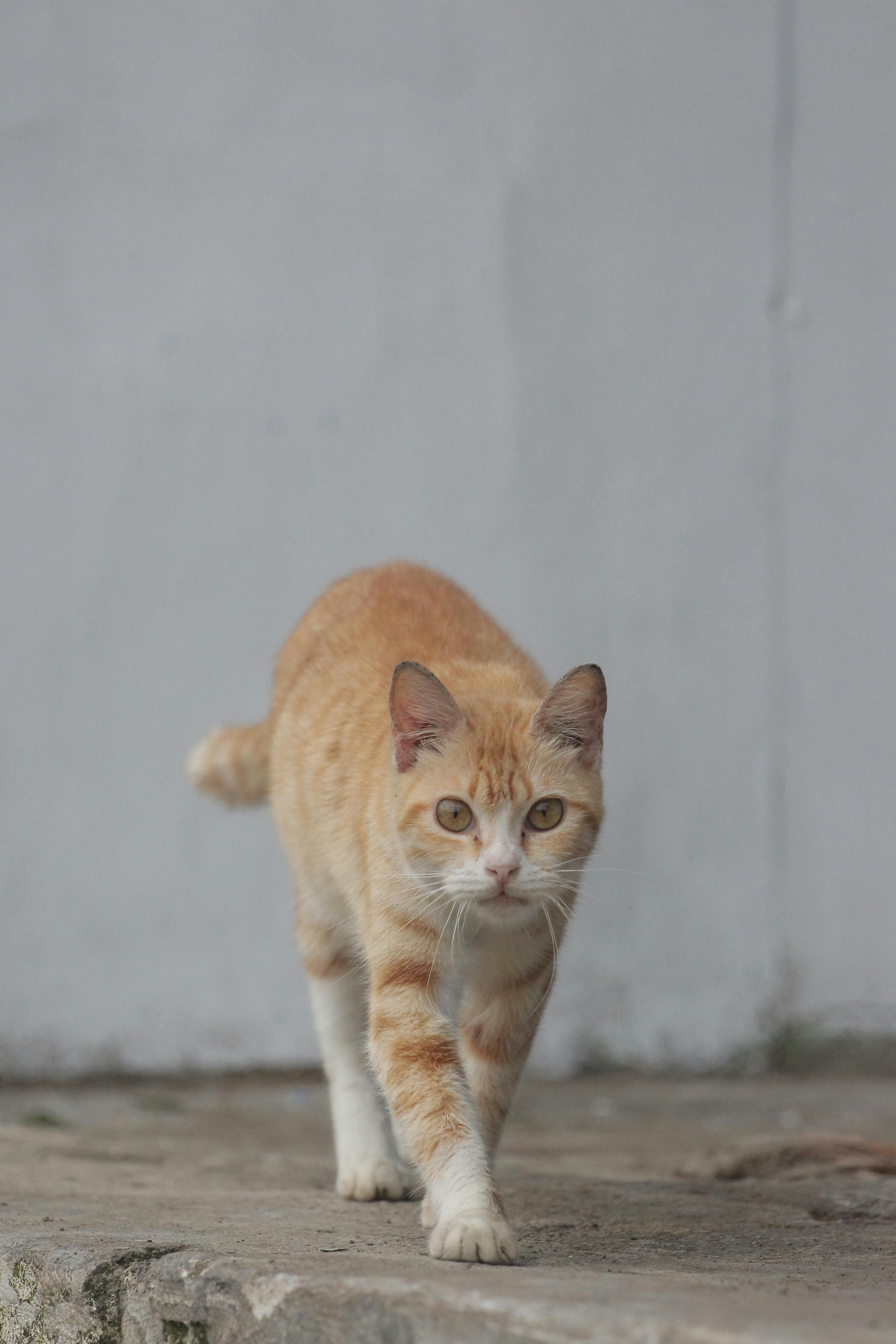 Sigma Cat Photos, Download The BEST Free Sigma Cat Stock Photos & HD Images