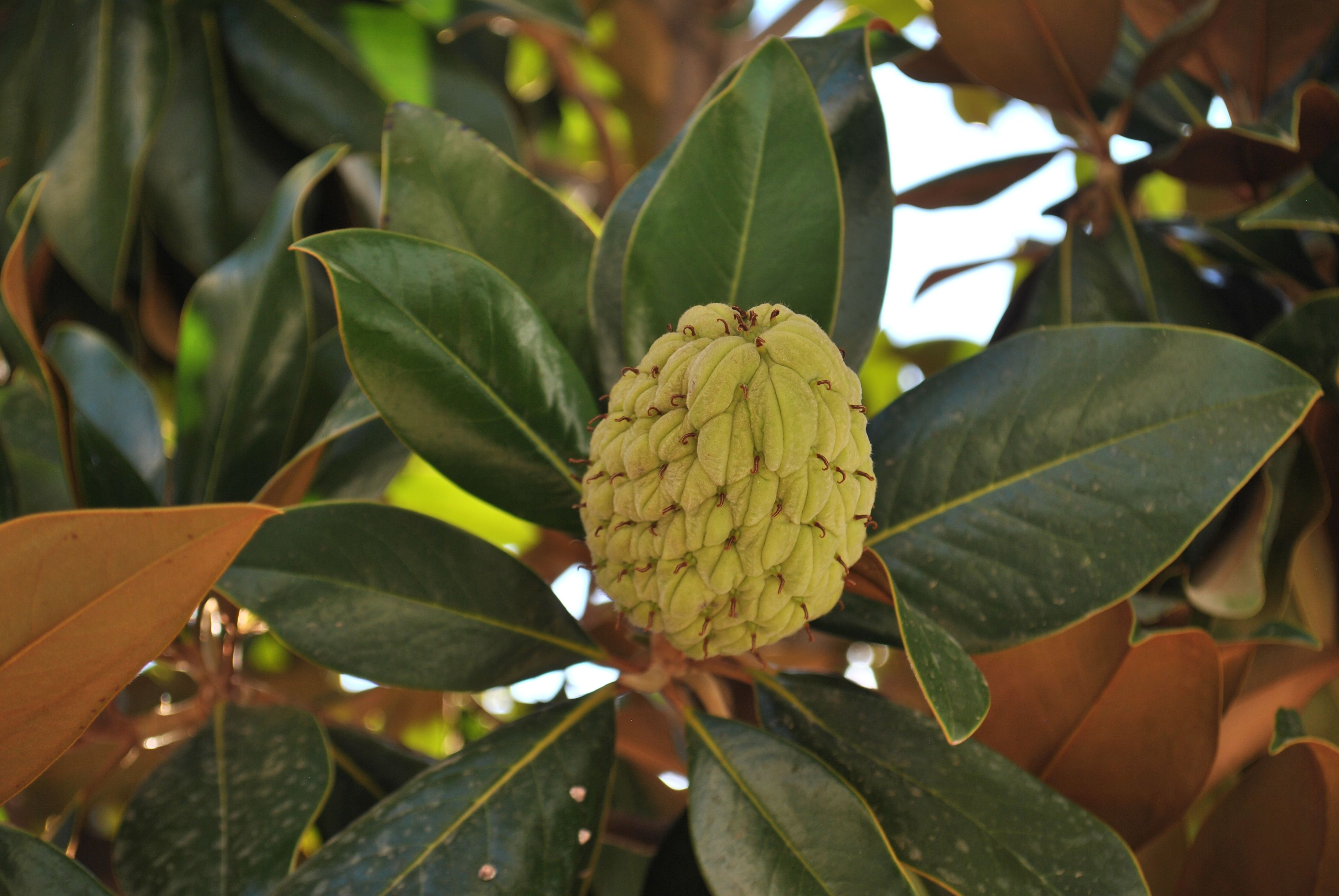 Southern Magnolia Photos, Download The BEST Free Southern Magnolia ...