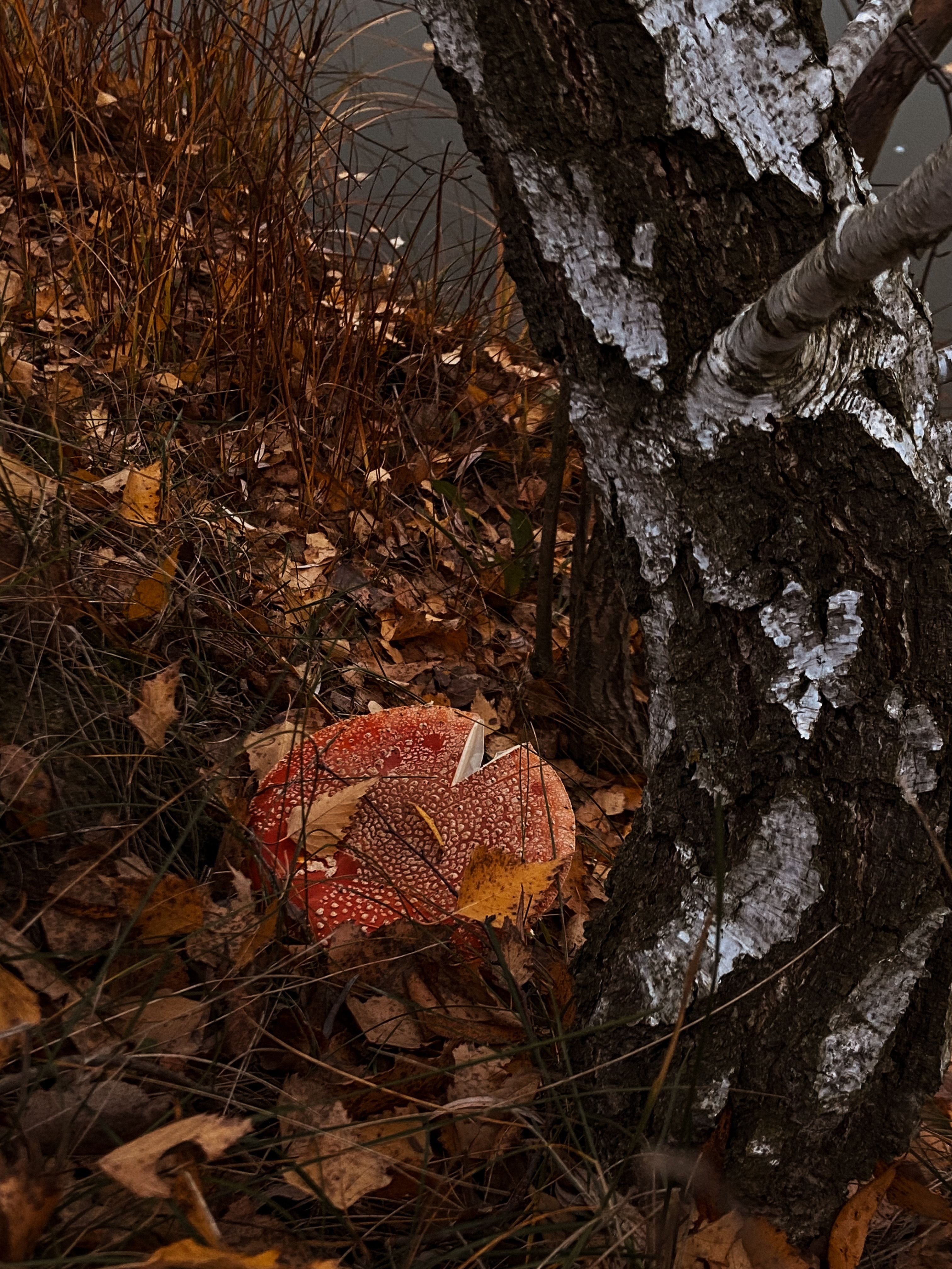 Fly Agaric Amidst Fall Leaves and Birch Tree · Free Stock Photo