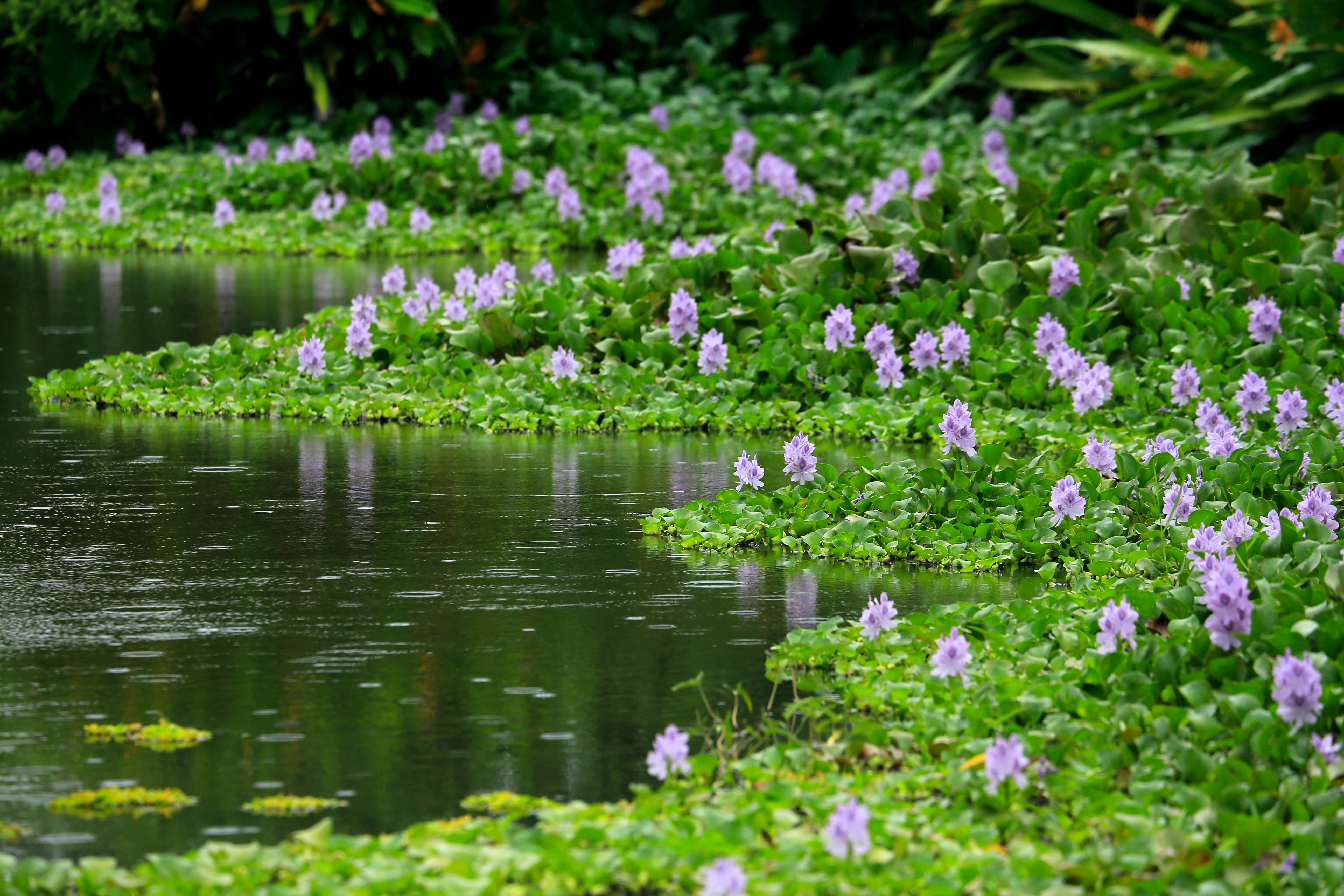 Water Hyacinth Photos, Download The BEST Free Water Hyacinth Stock ...