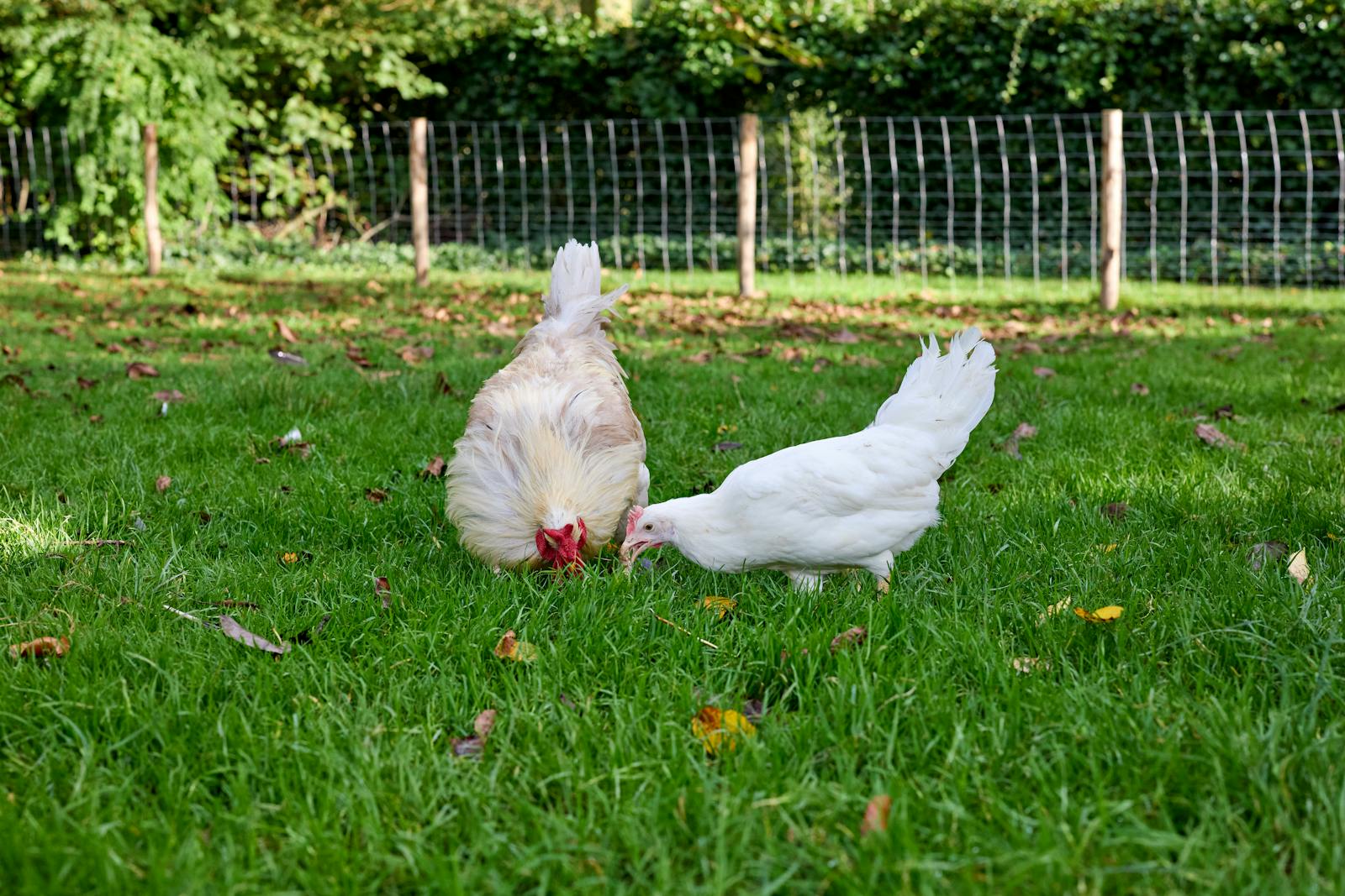 Free Range Photos, Download The BEST Free Free Range Stock Photos & HD ...