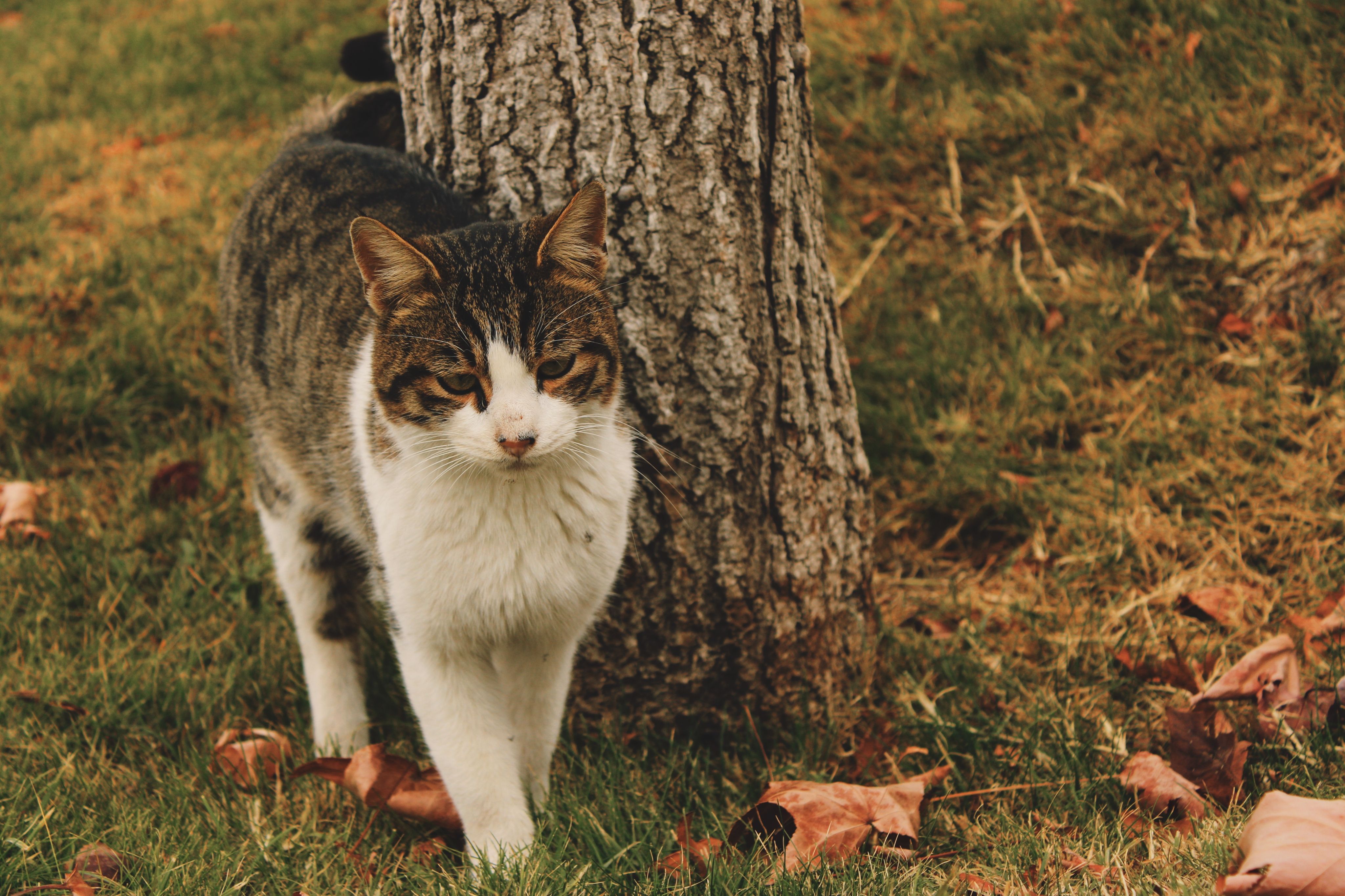 Smurf Cat Photos, Download The BEST Free Smurf Cat Stock Photos & HD Images