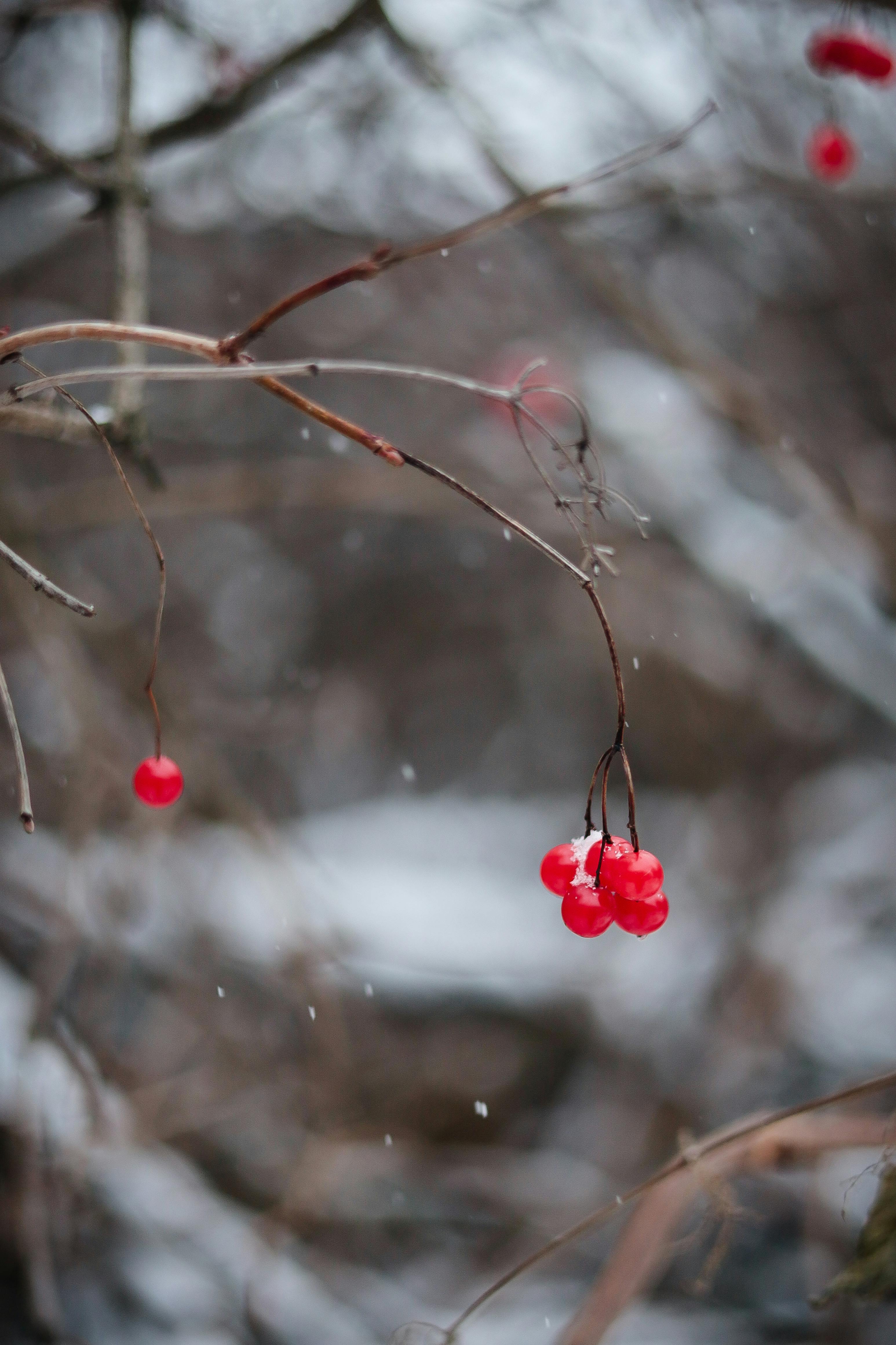 60.000+ Hang+the+stocking Bilder und Fotos · Kostenlos Downloaden ...