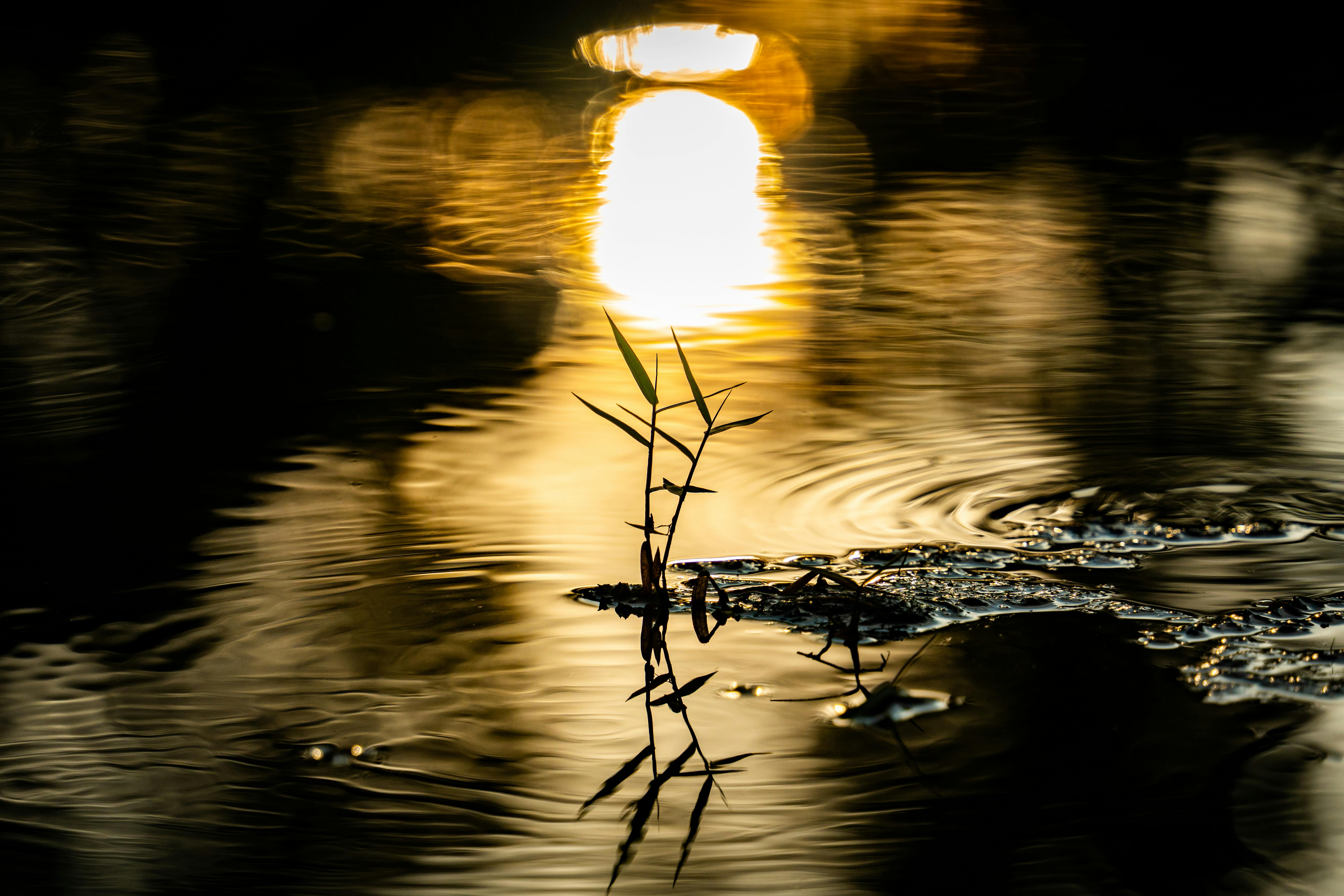 Serene Reflection of Sunlight on Water · Free Stock Photo