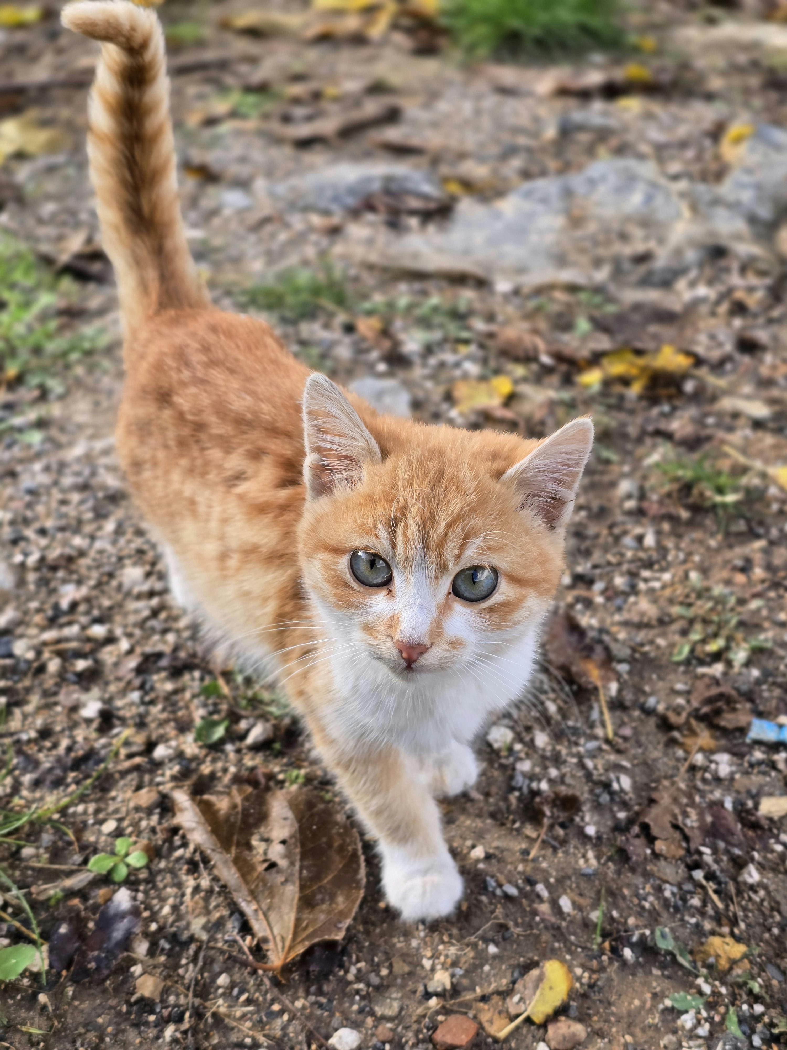 Sigma Cat Photos, Download The BEST Free Sigma Cat Stock Photos & HD Images