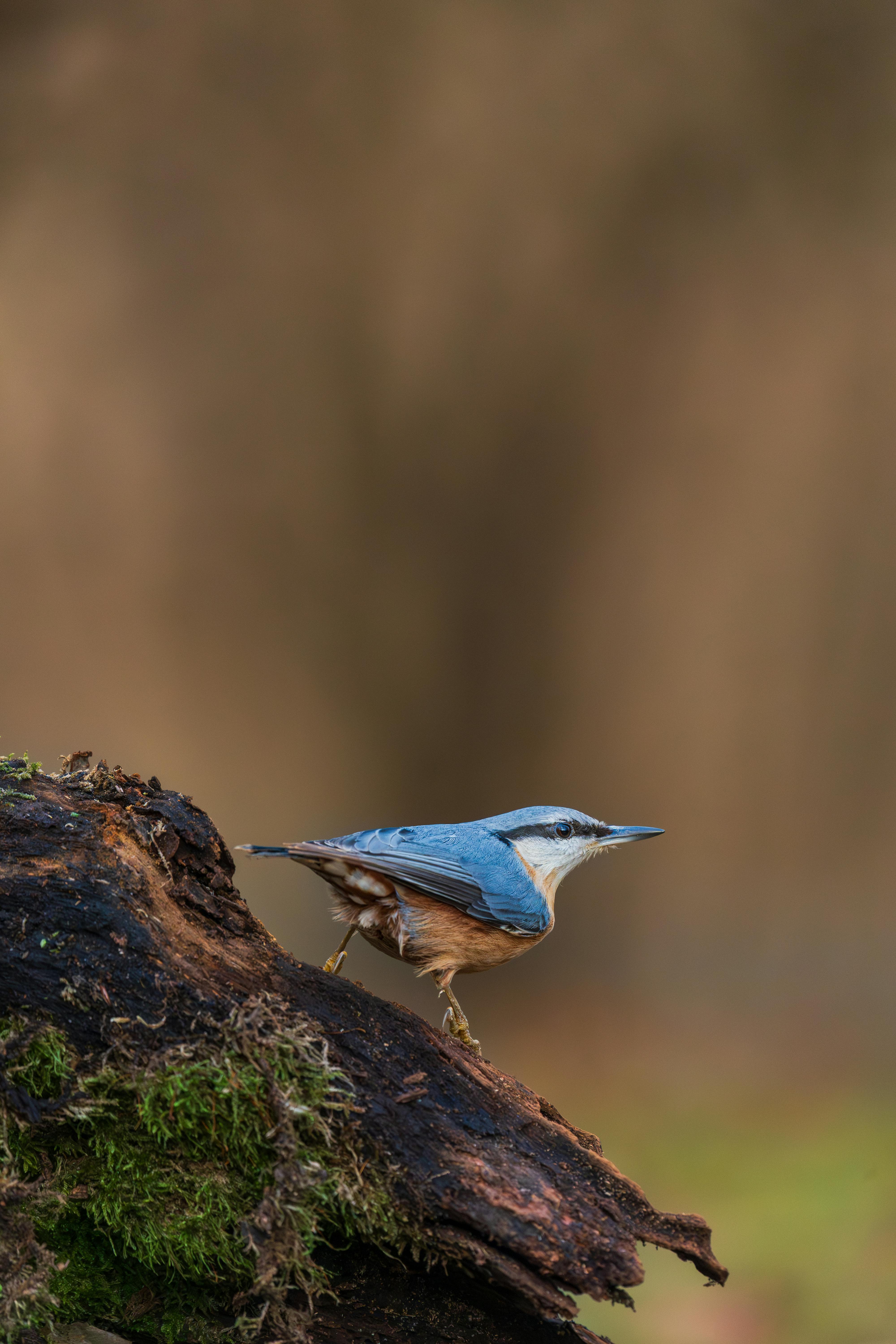 Tuff+Discord+Profile+Pictures Photos, Download The BEST Free Tuff ...