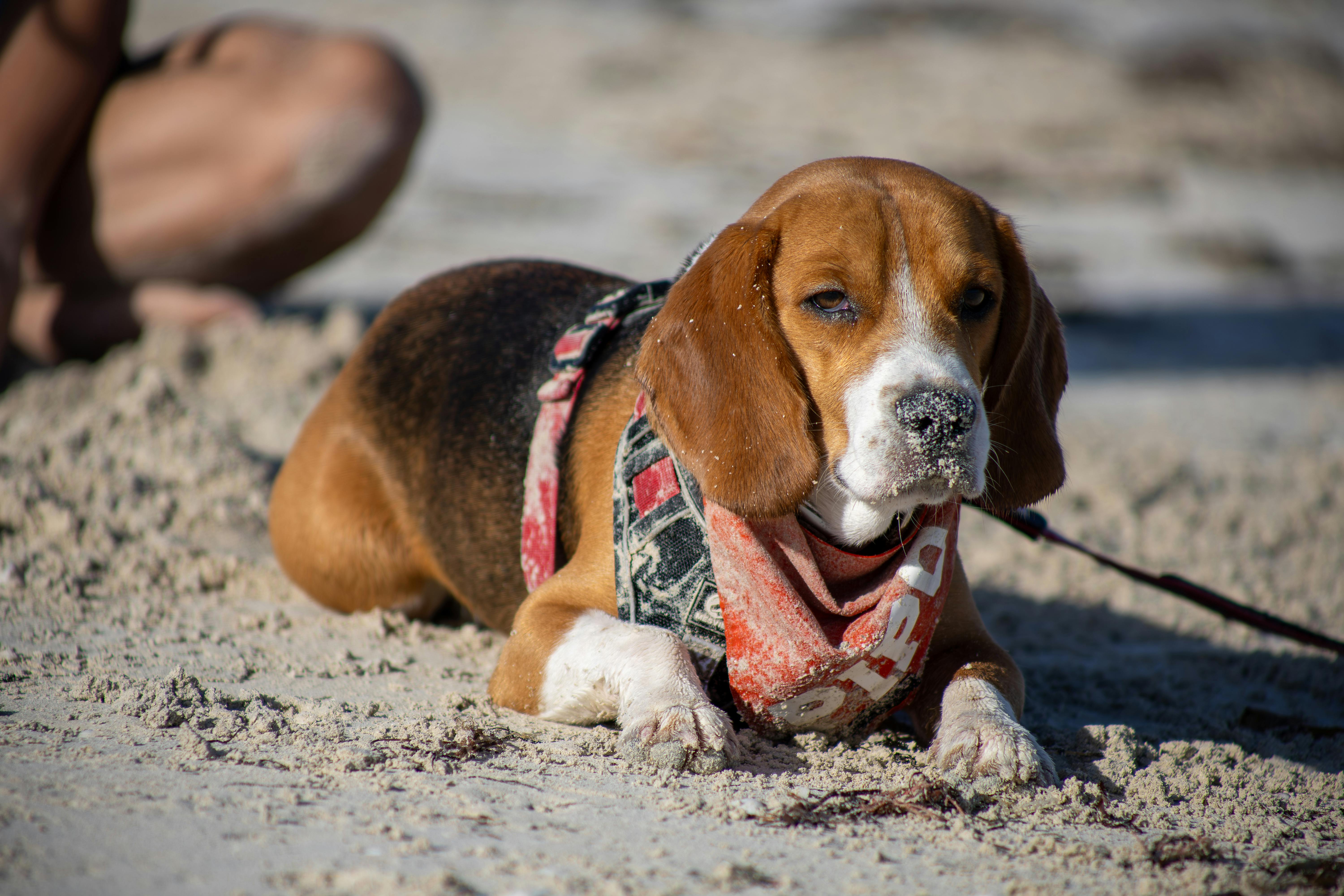 Goofy Ahh Dogs Photos, Download The BEST Free Goofy Ahh Dogs Stock ...