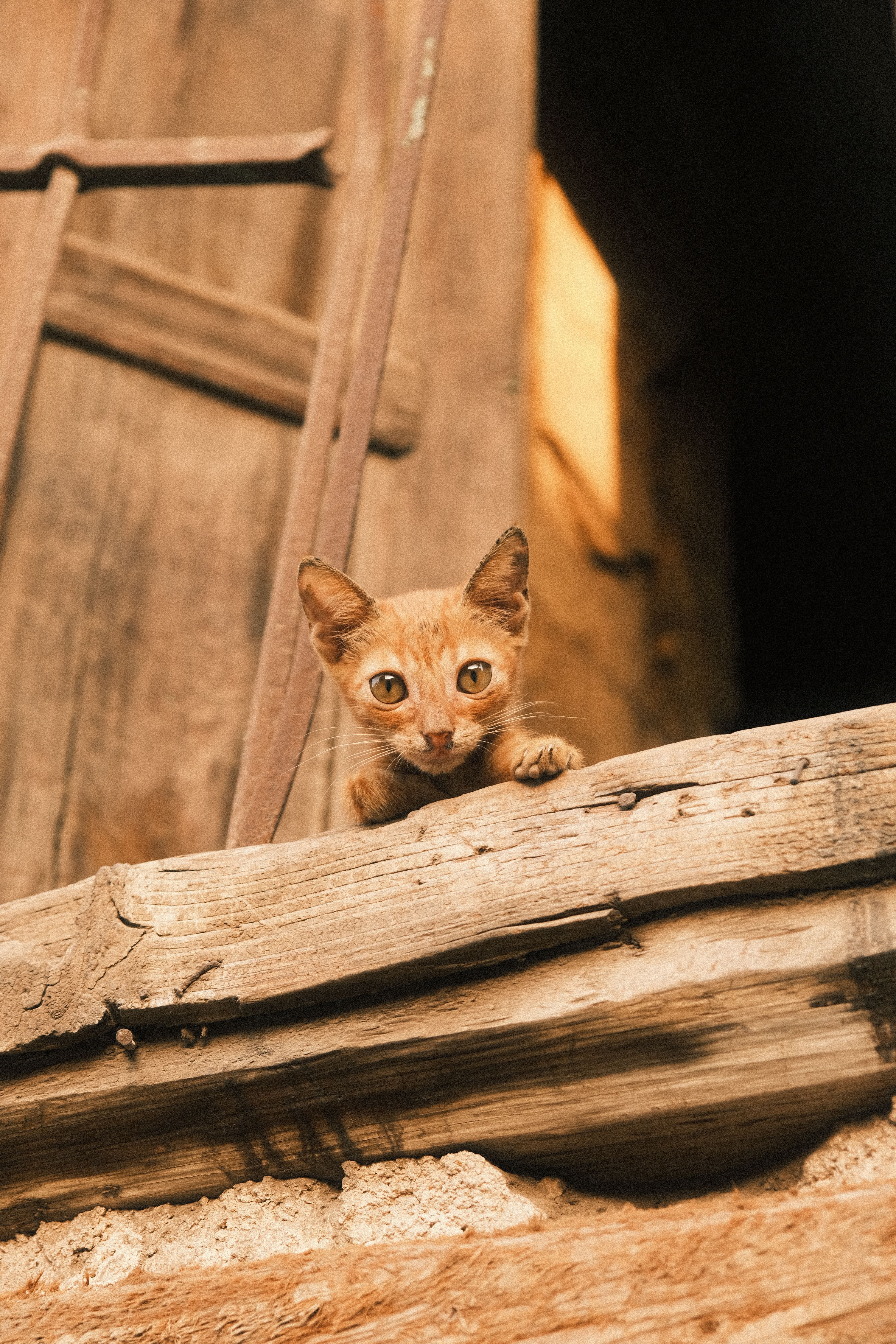 Adorable Gatito Amarillo En Un Entorno Rústico De El Cairo · Foto de ...
