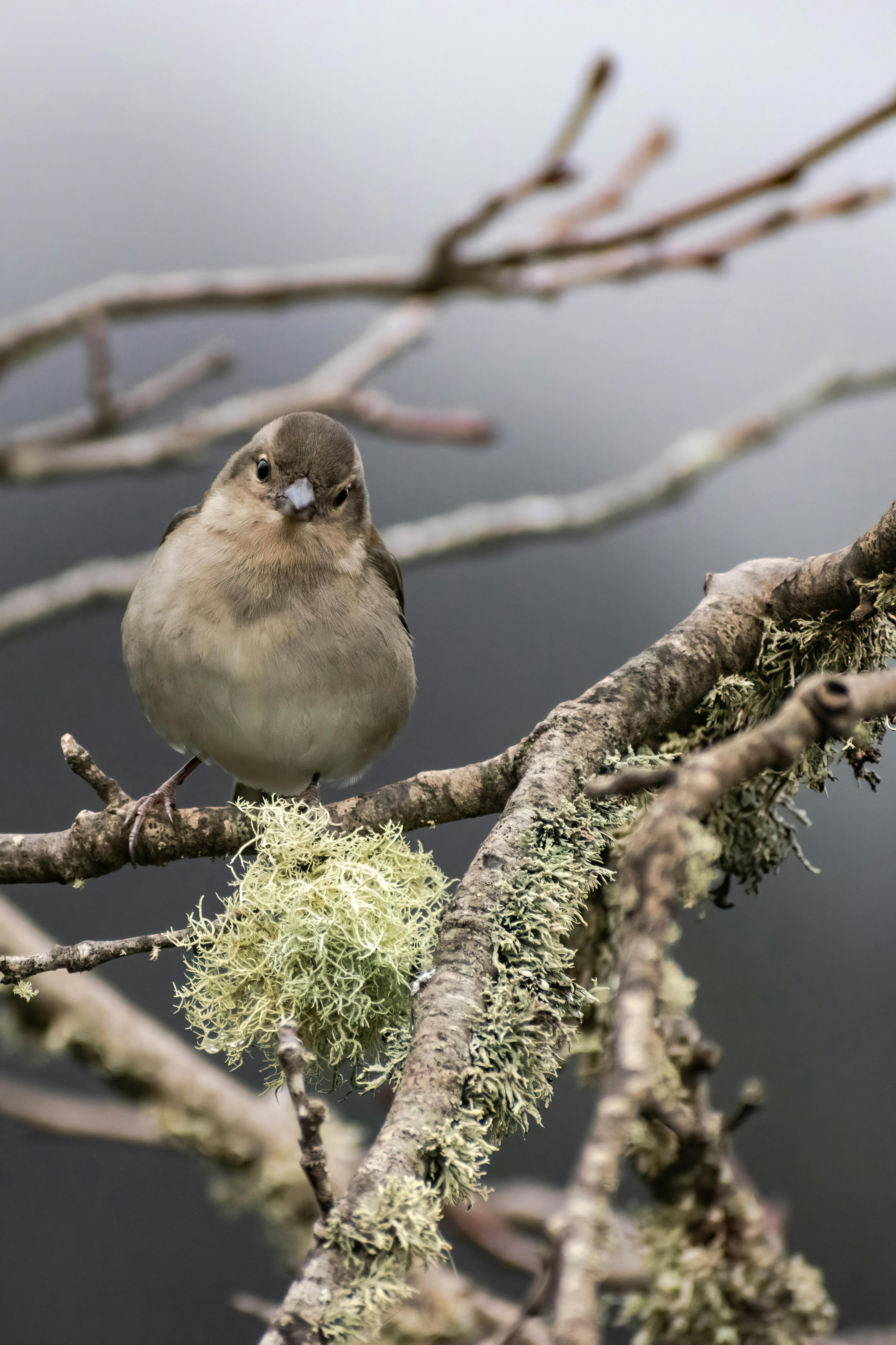 Tuff+Discord+Profile+Pictures Photos, Download The BEST Free Tuff ...