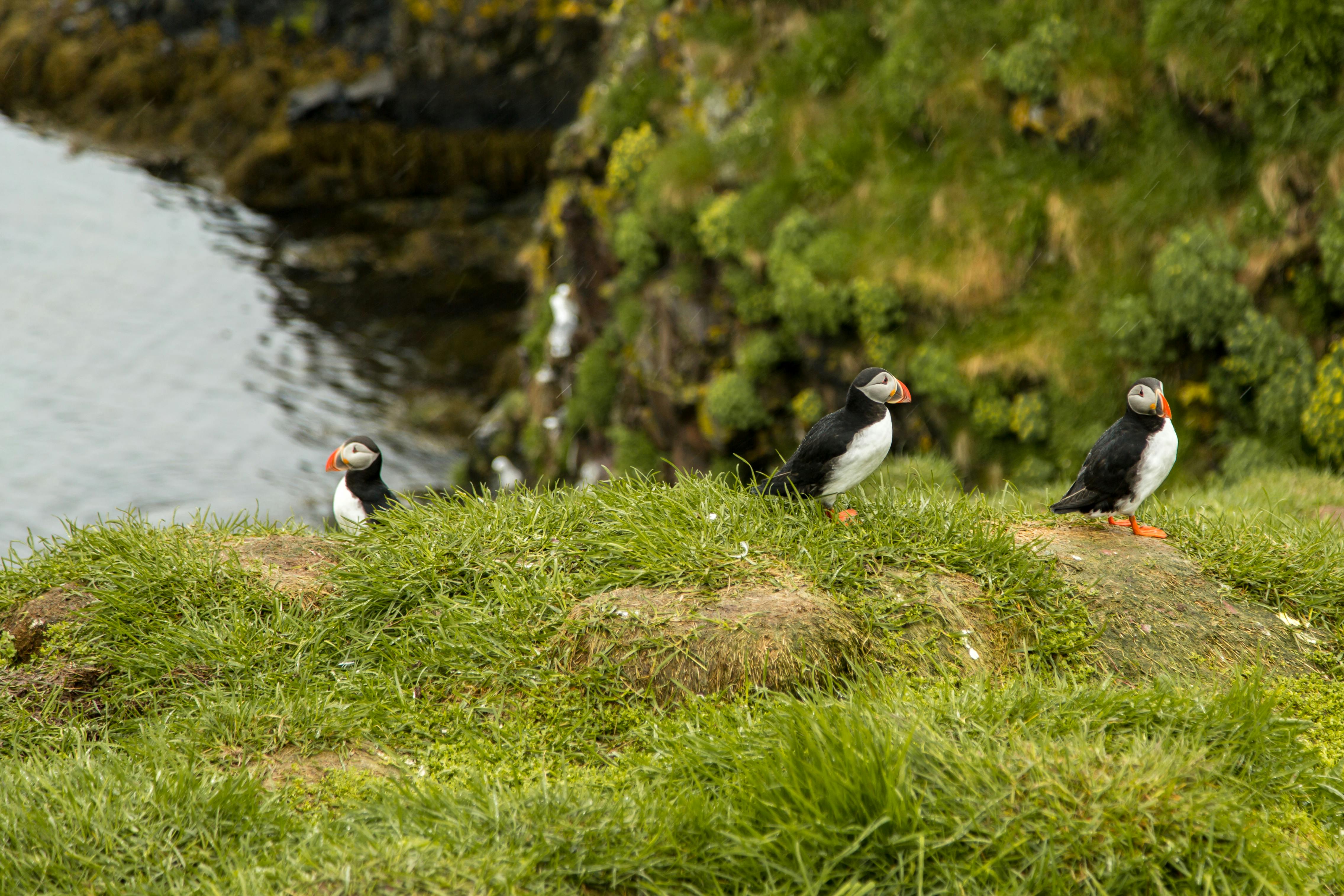 Shrek+Feet Photos, Download The BEST Free Shrek+Feet Stock Photos & HD ...