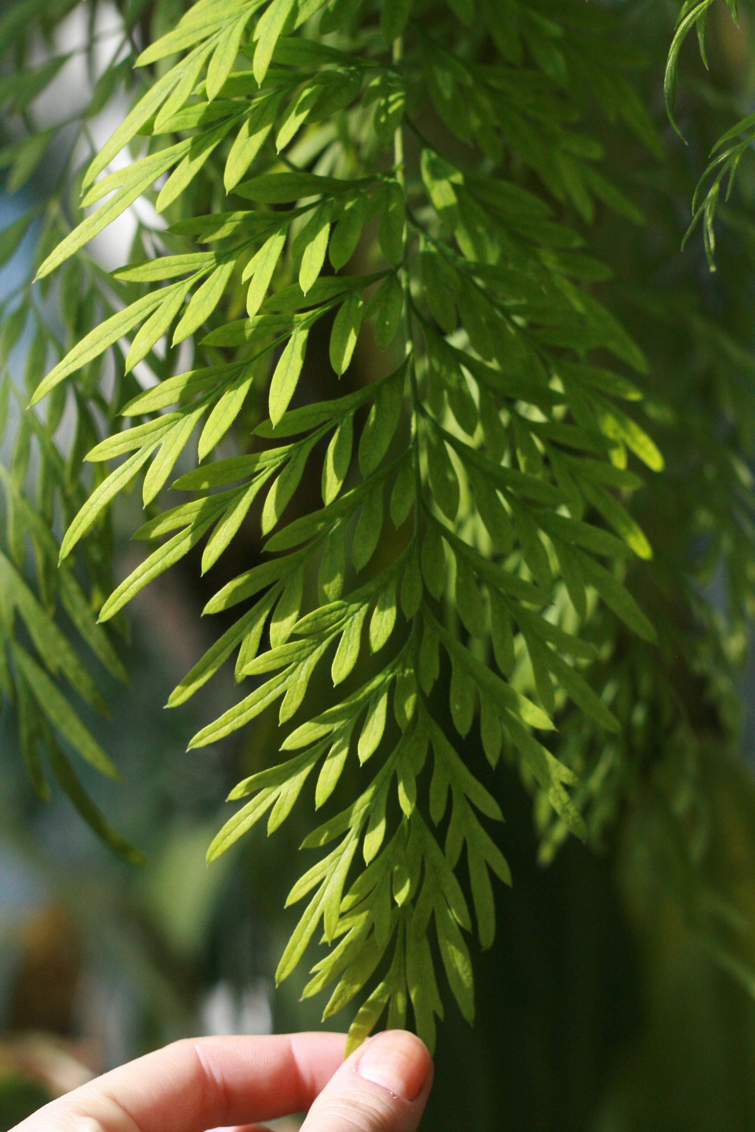 Grow A Garden Photos, Download The BEST Free Grow A Garden Stock Photos ...