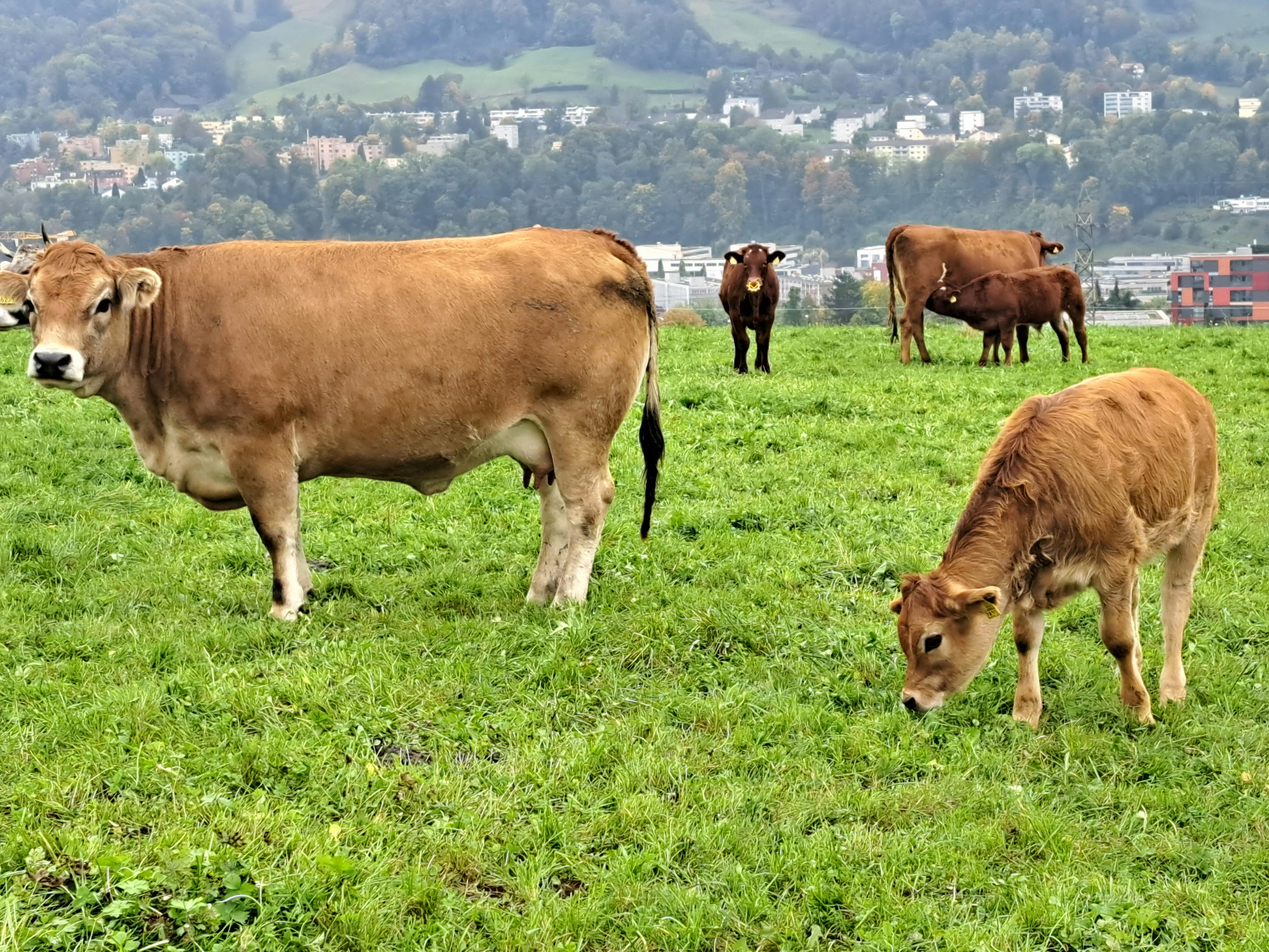 Imagine de stoc gratuită cu activități agricole, agricultură, animale ...