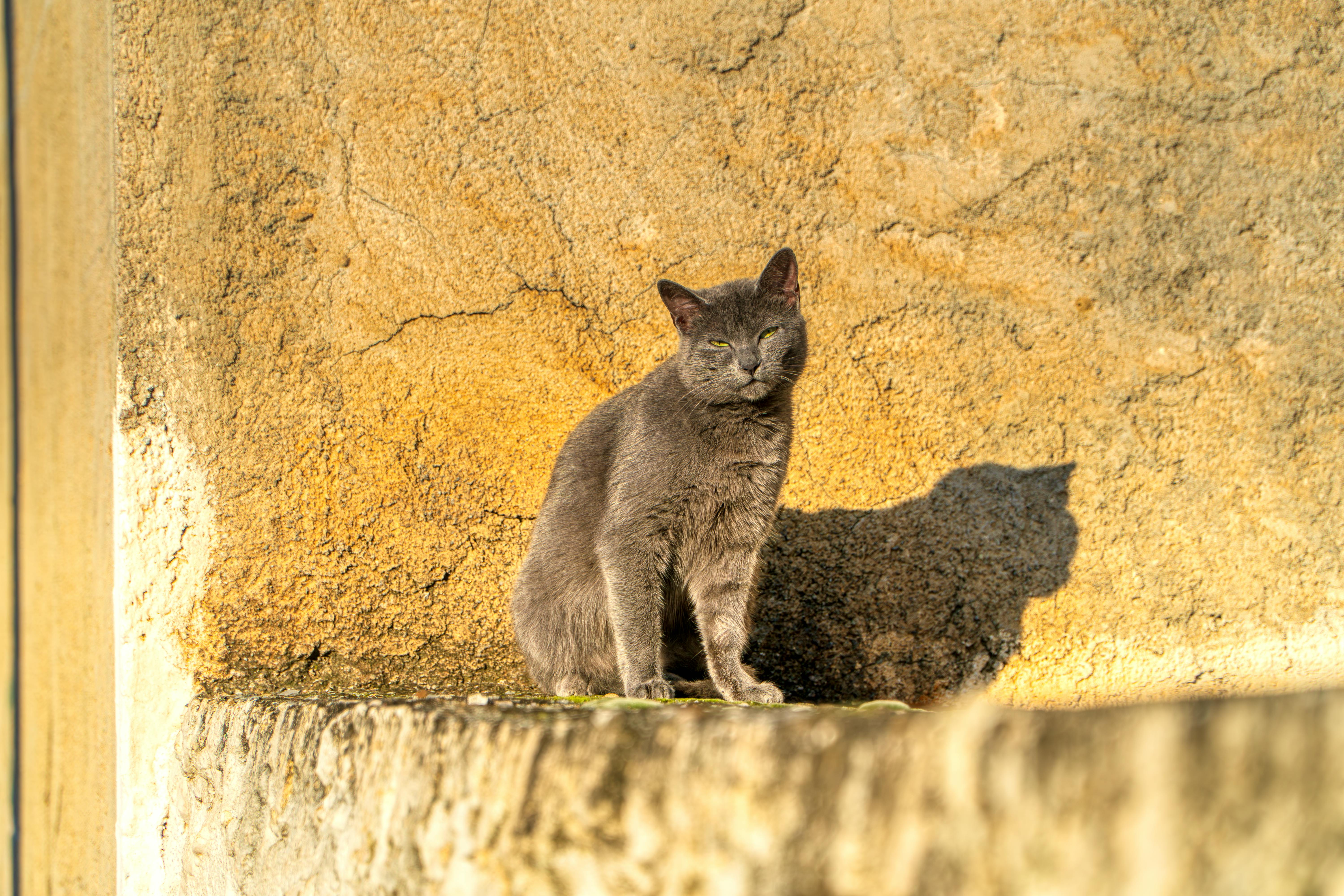 Sigma Cat Photos, Download The BEST Free Sigma Cat Stock Photos & HD Images