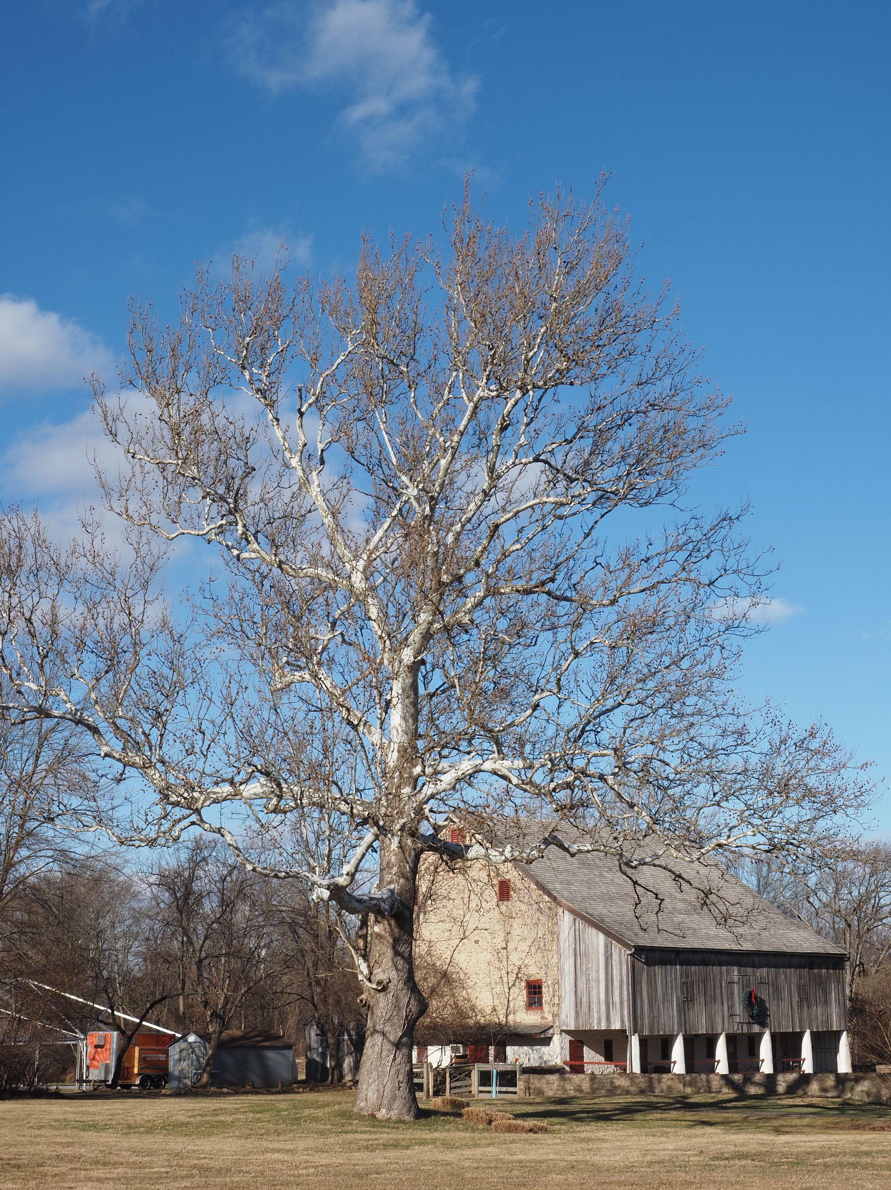 Scenic Winter View of Rustic Barn and Bare Tree · Free Stock Photo