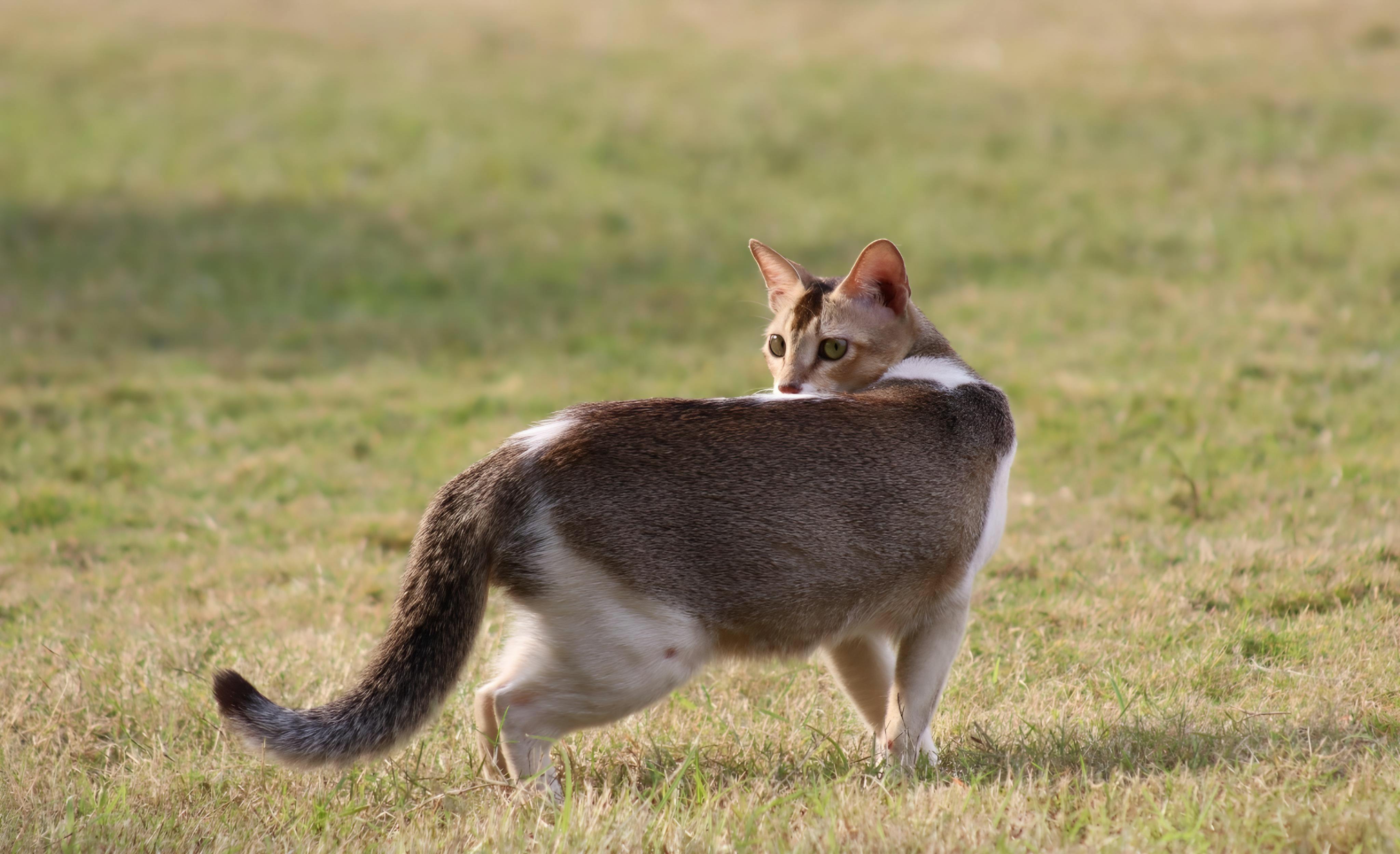 Sigma Cat Photos, Download The BEST Free Sigma Cat Stock Photos & HD Images