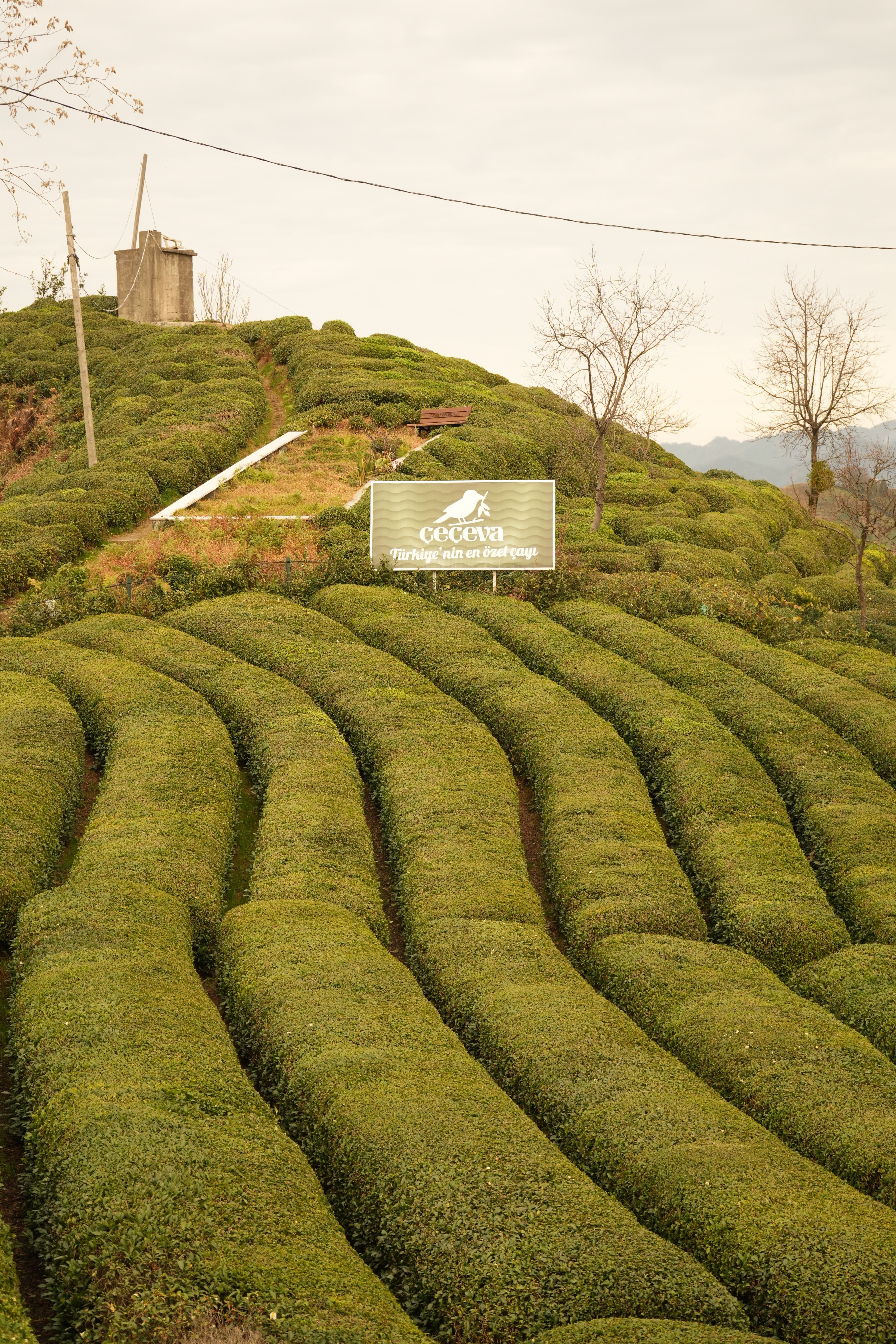 Labyrinth in Hedge · Free Stock Photo