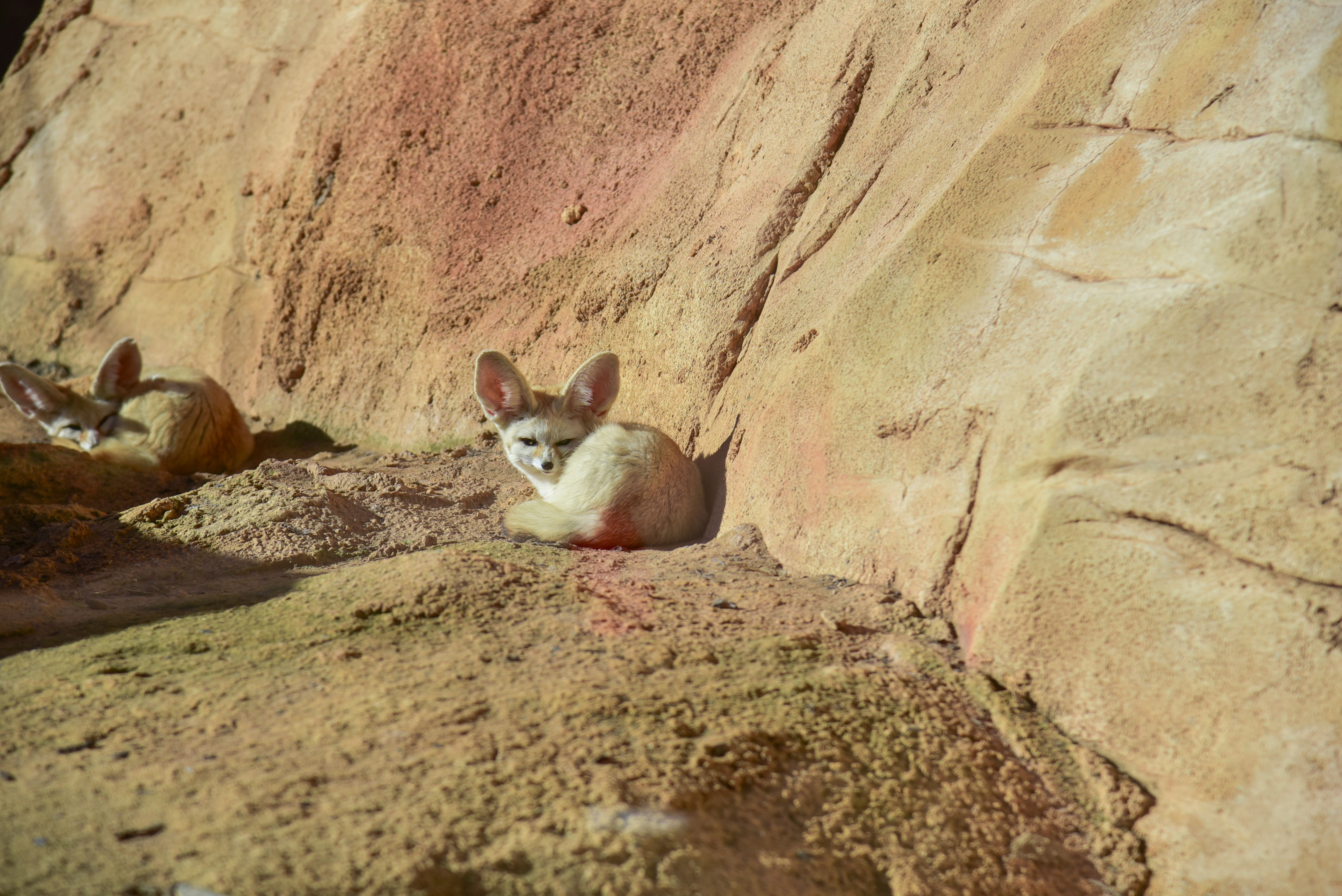 Animal Adaptations Photos, Download The BEST Free Animal Adaptations ...