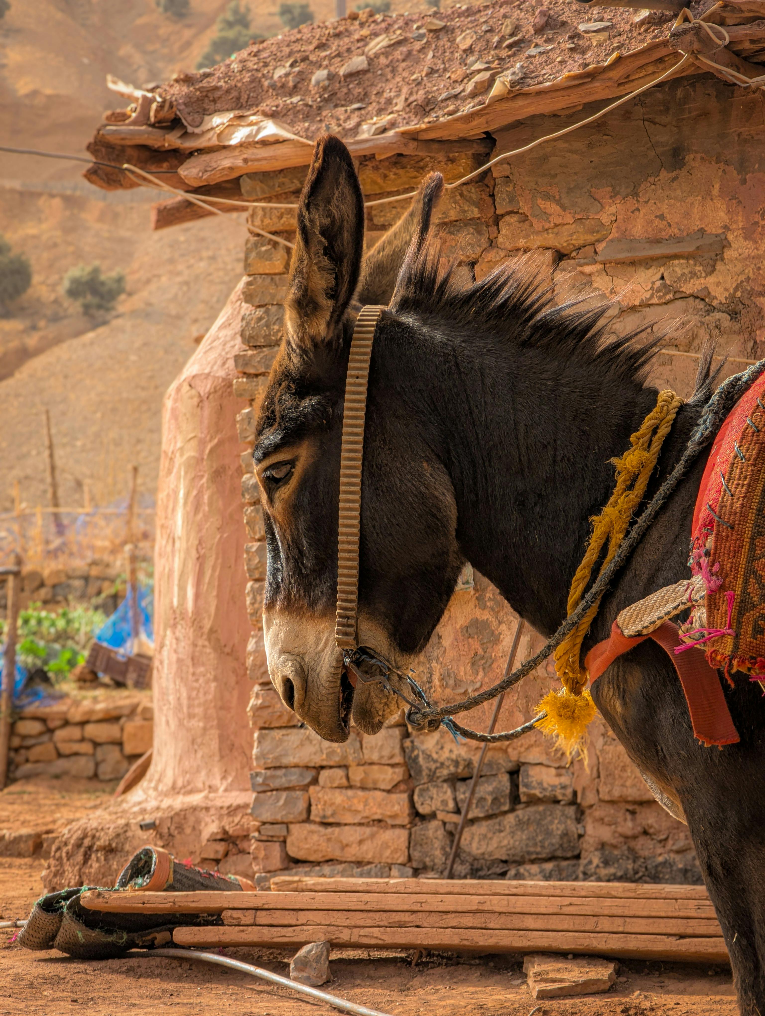 Donkey Images Photos, Download The BEST Free Donkey Images Stock Photos ...