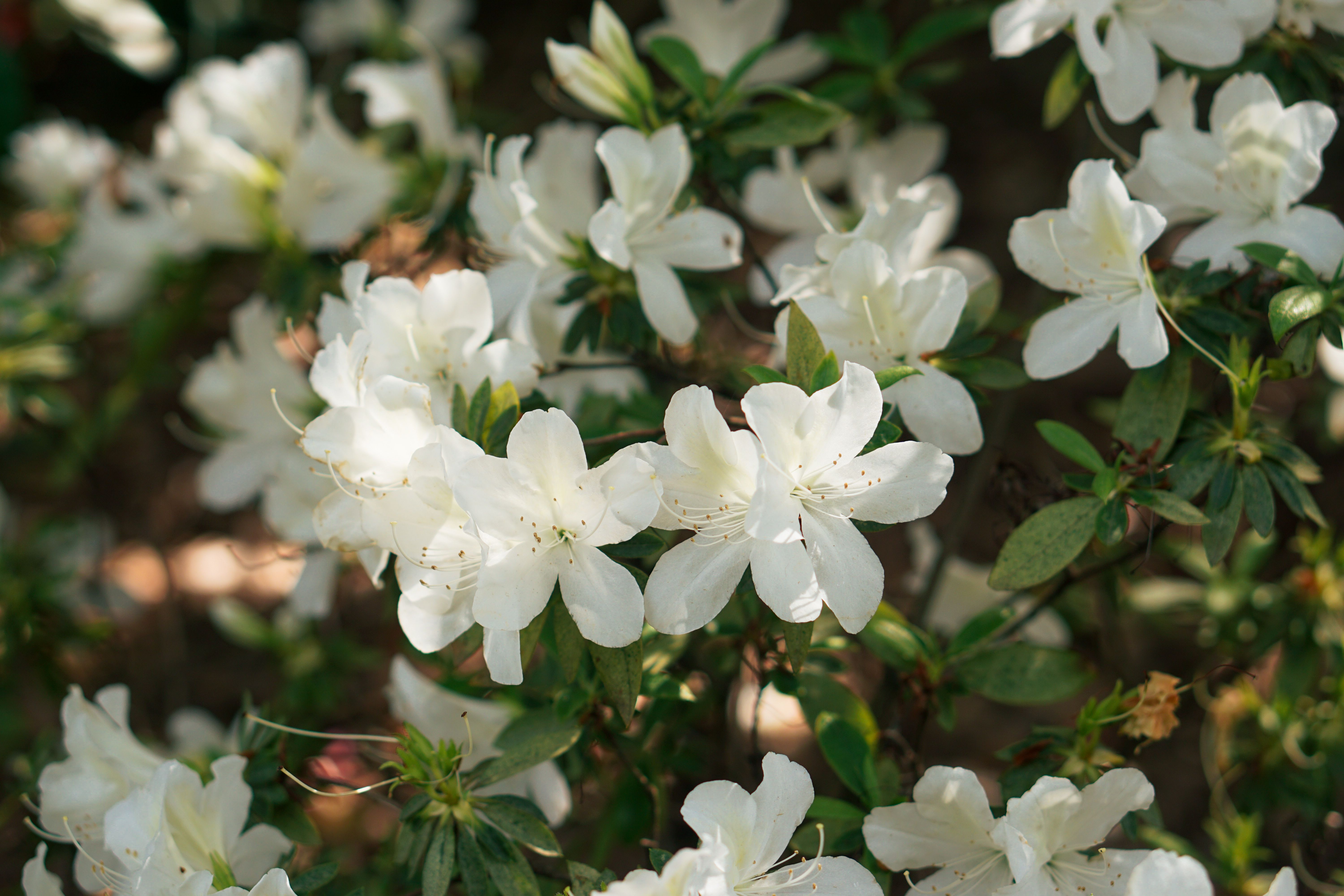 Spring Season Photos, Download The BEST Free Spring Season Stock Photos ...