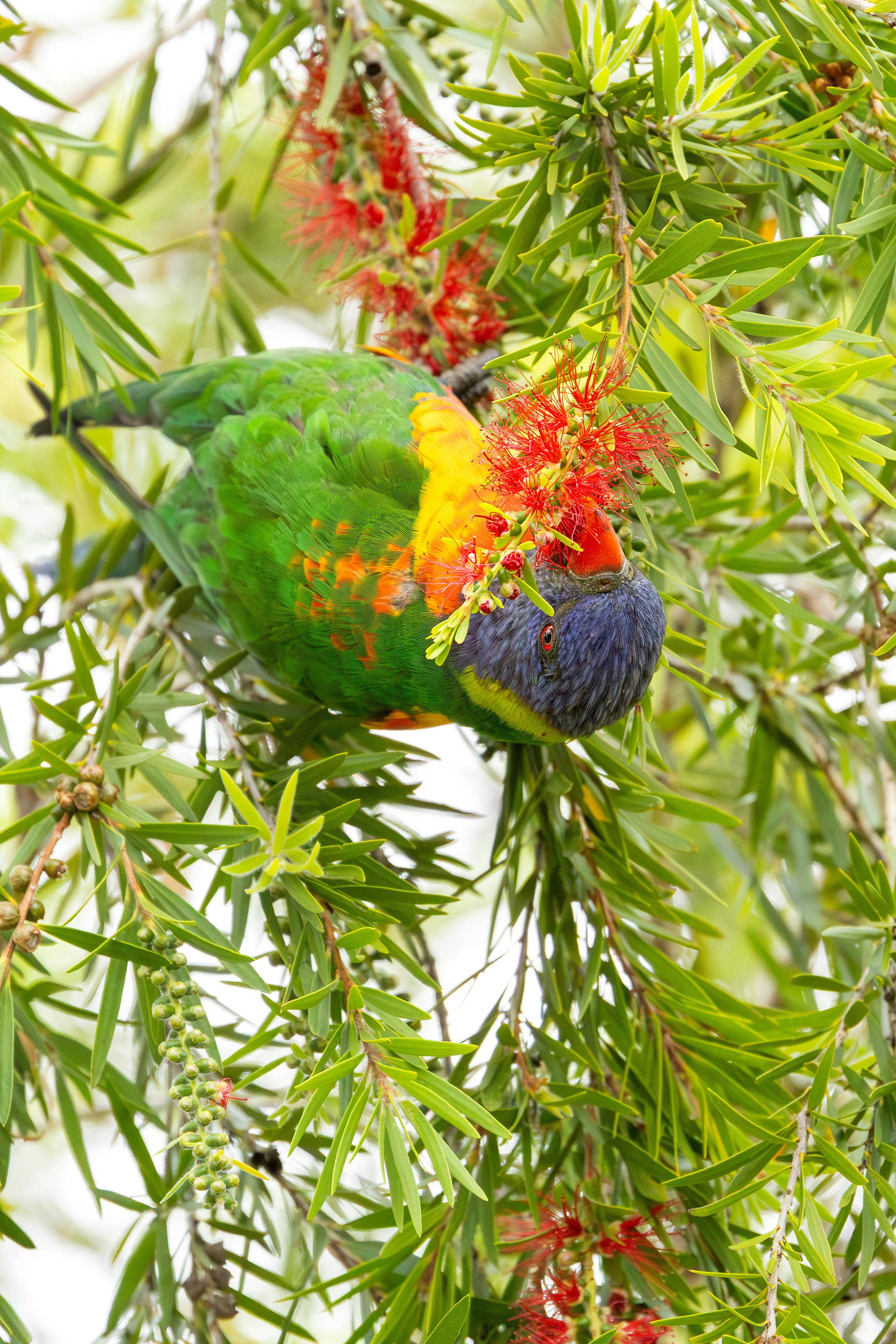 Scroller+Butterfly+Wings Photos, Download The BEST Free Scroller ...