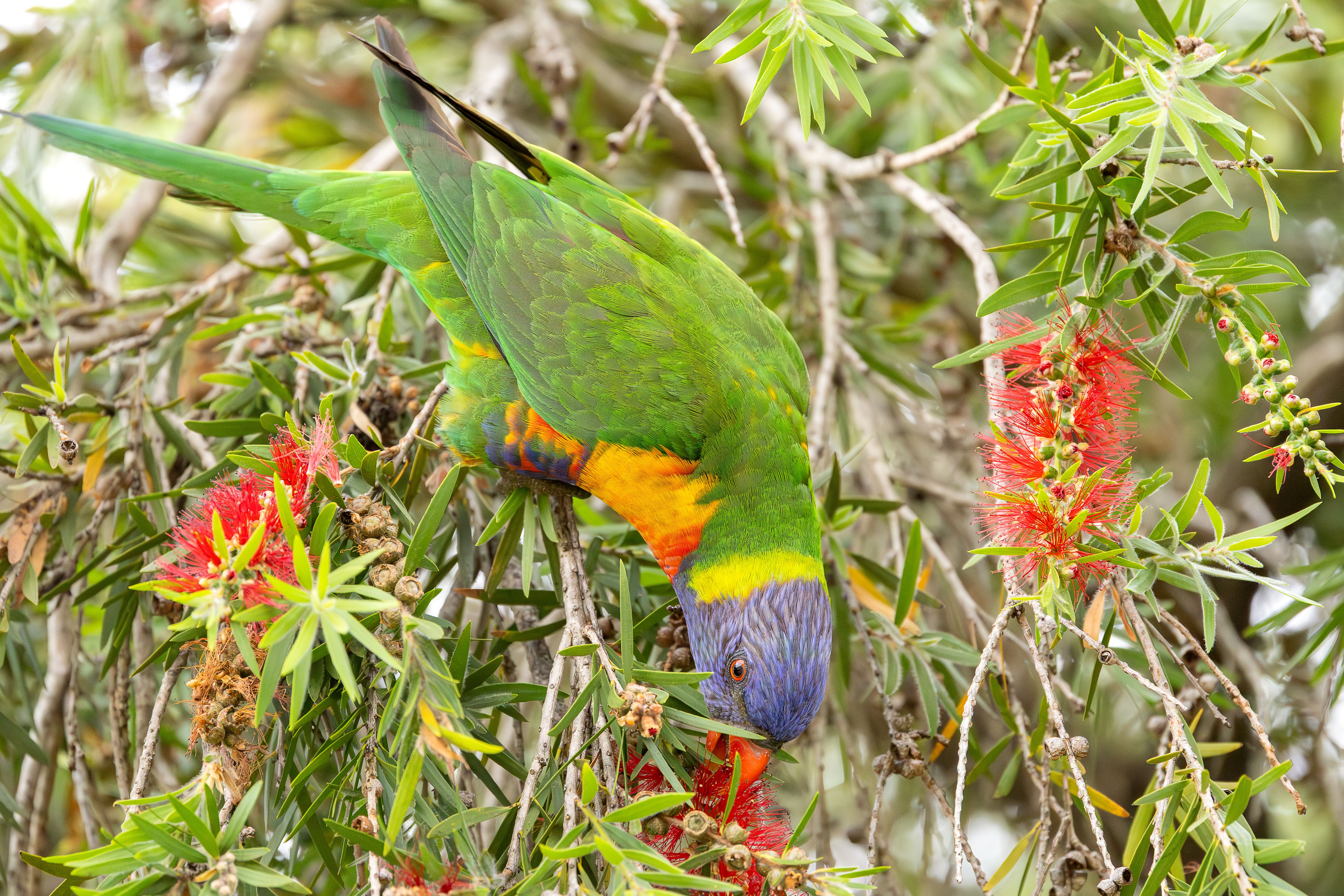 Rainforest Vector Photos, Download The BEST Free Rainforest Vector ...