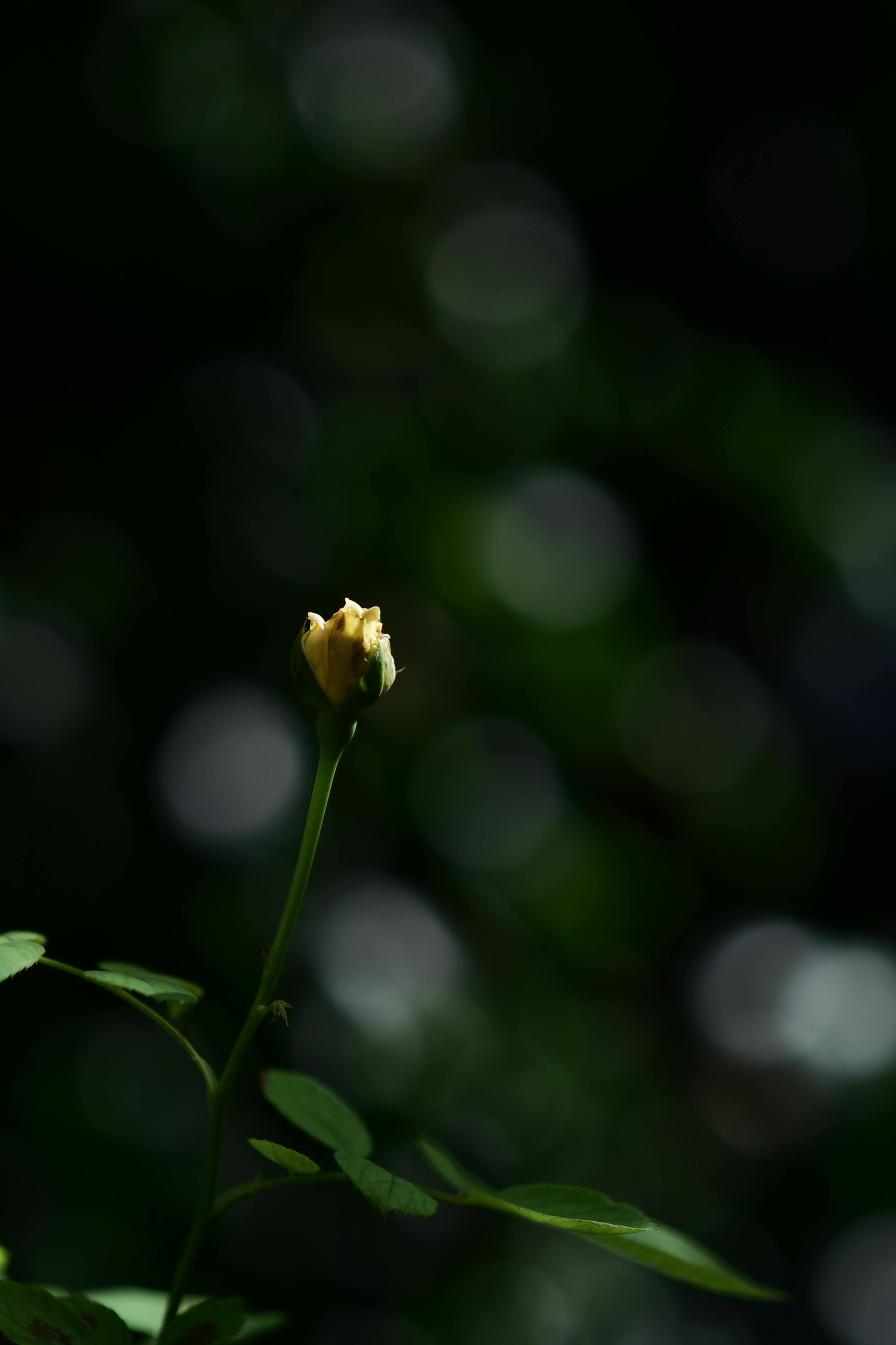 New Life Photos, Download The BEST Free New Life Stock Photos & HD Images