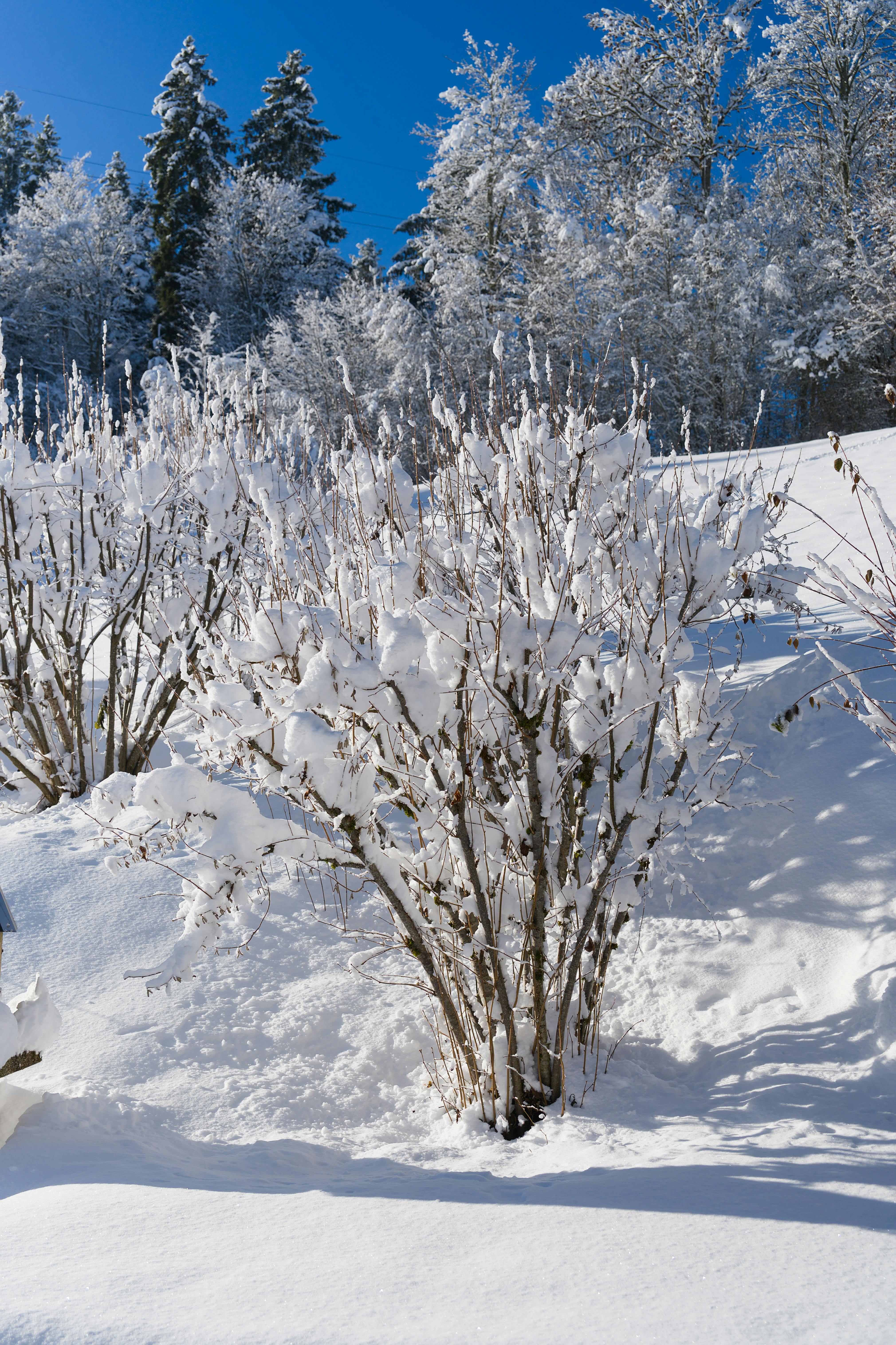 January Vibes Photos, Download The BEST Free January Vibes Stock Photos ...