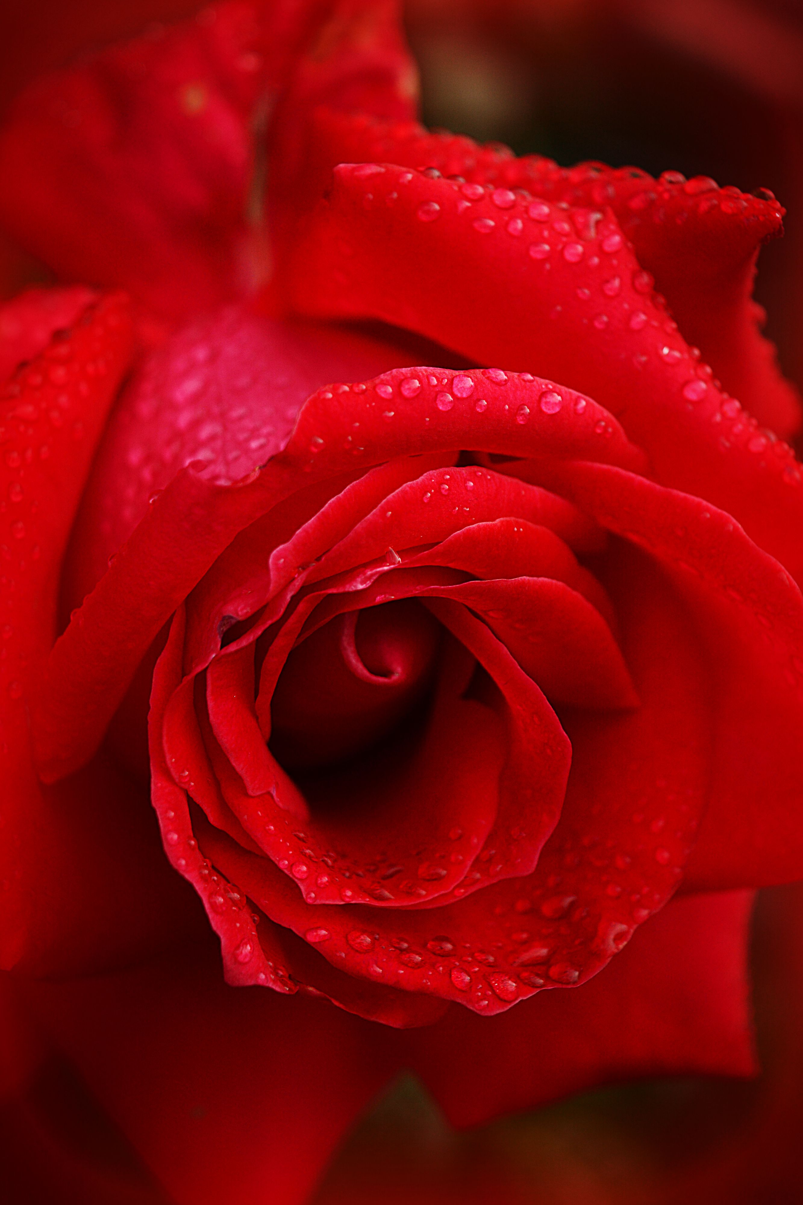 Close-Up of Red Rose with Water Droplets · Free Stock Photo