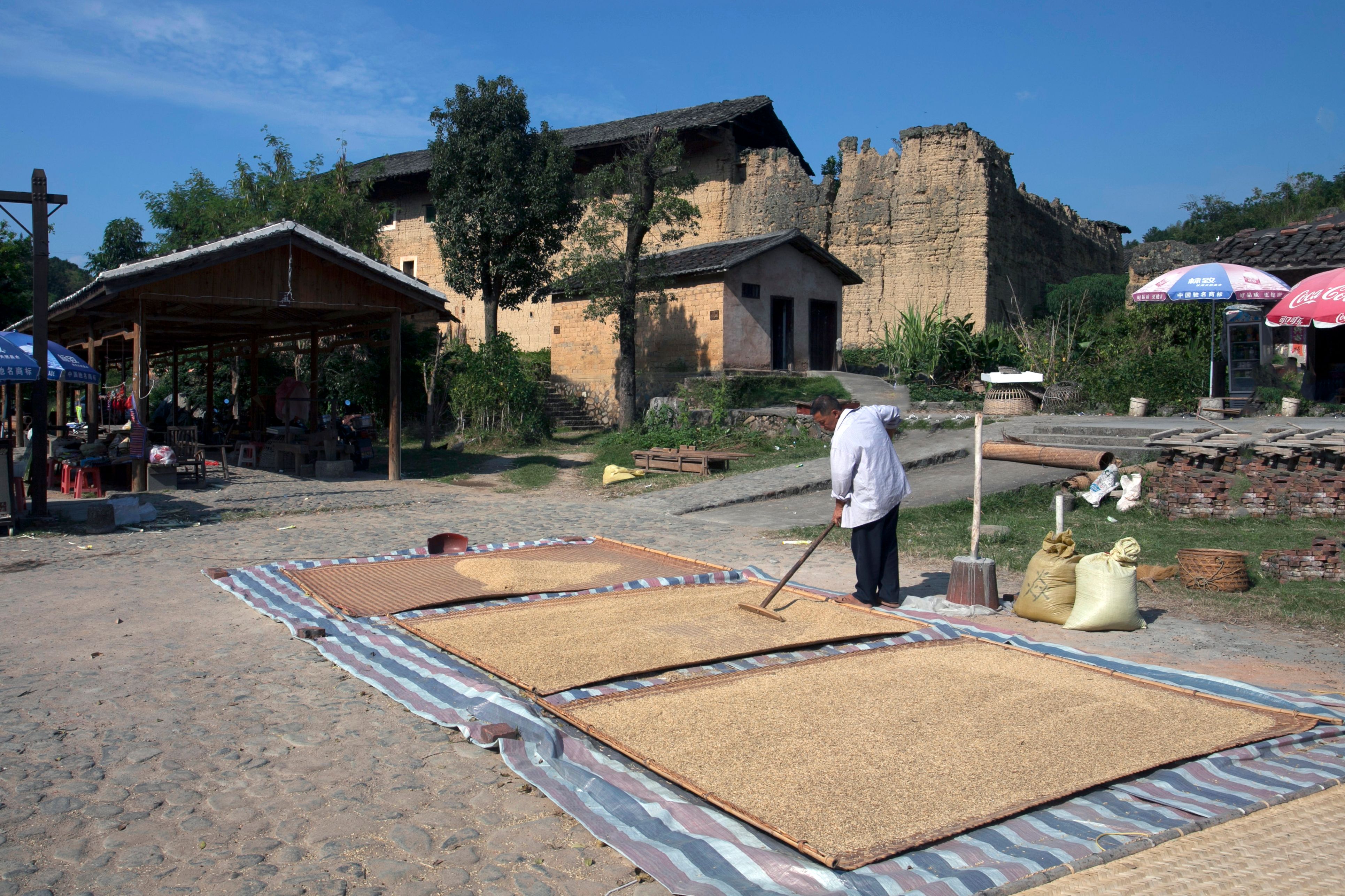 Traditional Grain Drying in Rural Village · Free Stock Photo