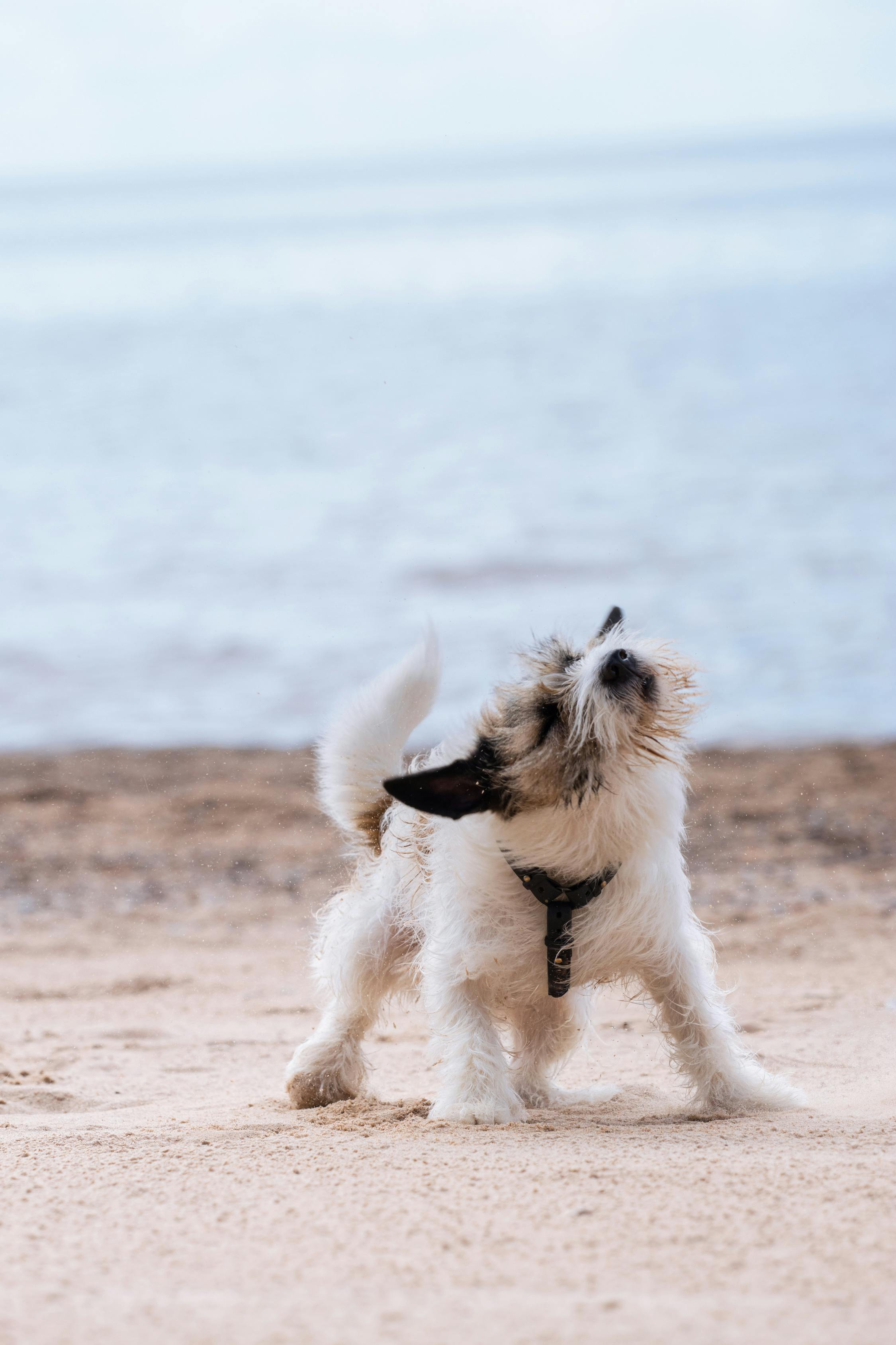 Jack Russell Terrier Brincalhão Na Praia Do Báltico · Foto profissional ...