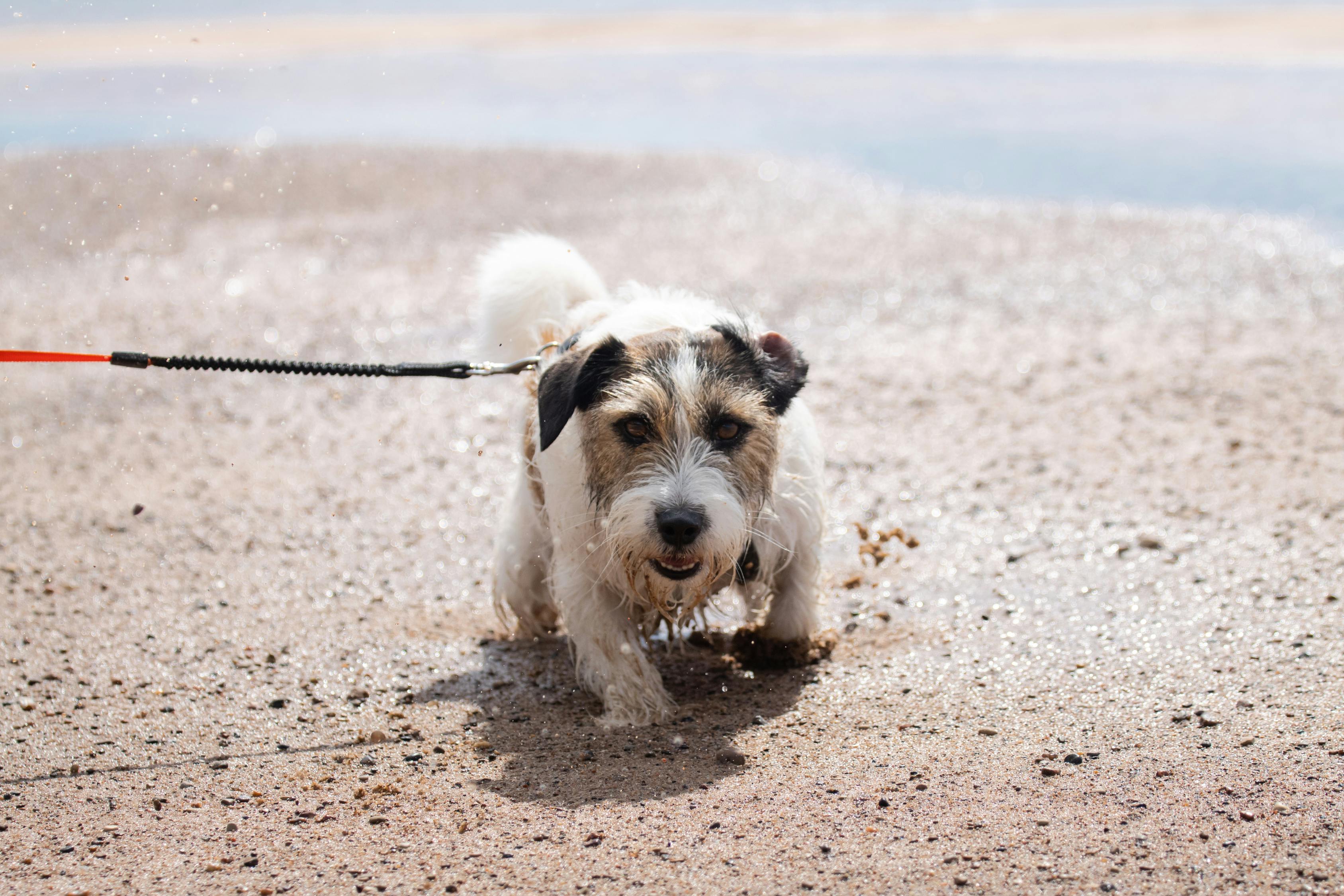 Flickr+Beach+Girls Photos, Download The BEST Free Flickr+Beach+Girls ...