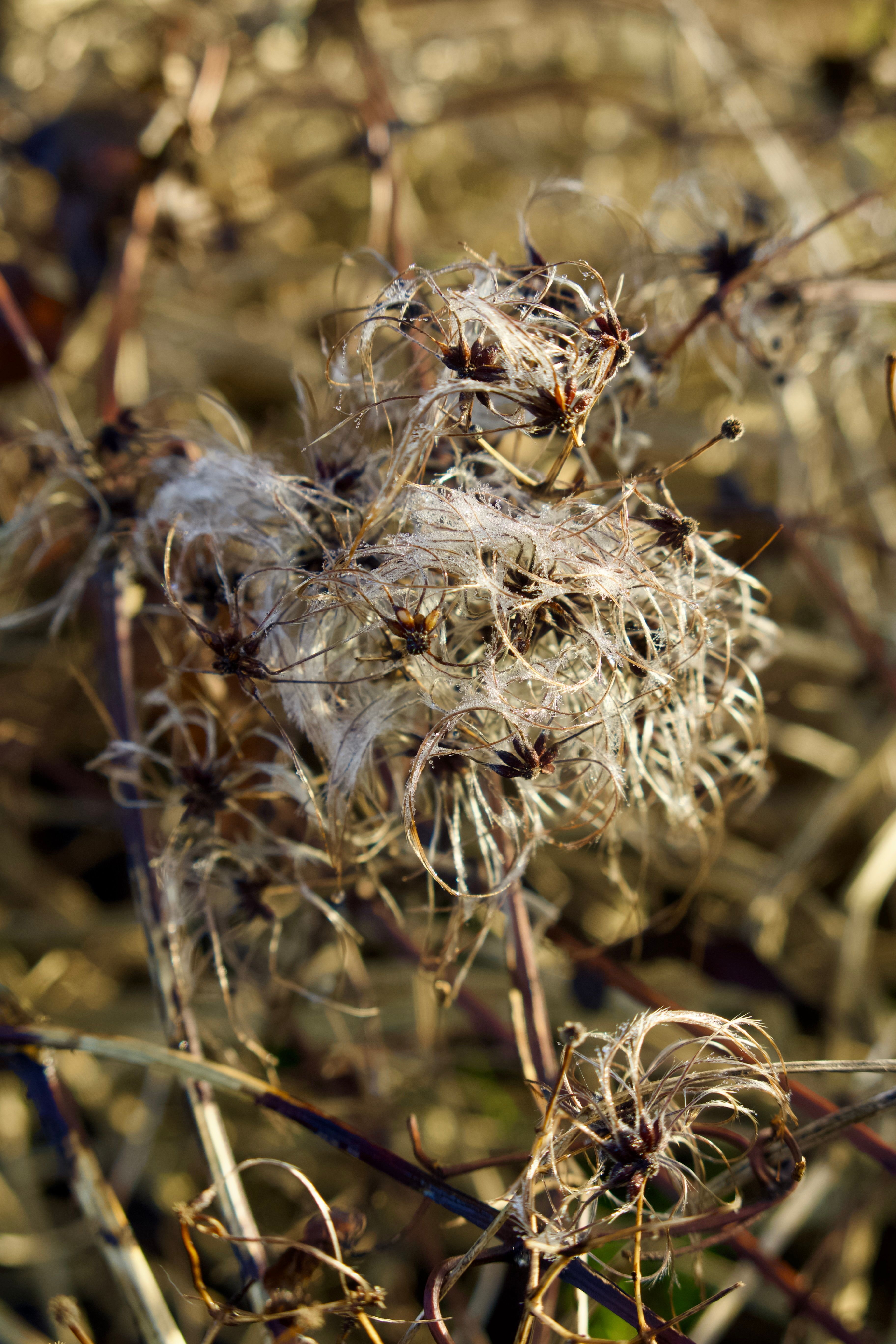 Macro Shot of Fluffy Wild Clematis Seed Heads · Free Stock Photo