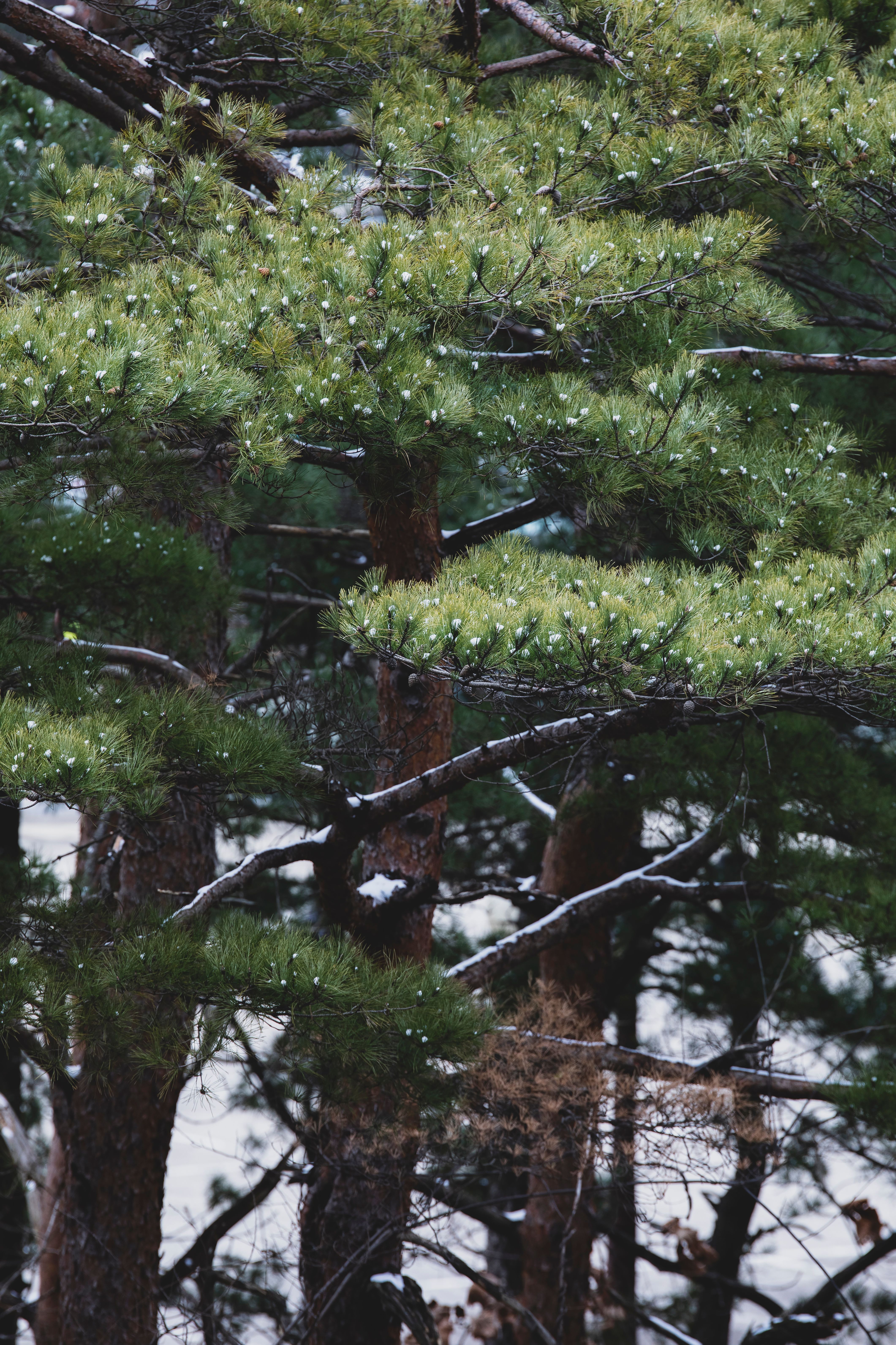 Winter Dew on Pine Trees in Tranquil Forest · Free Stock Photo