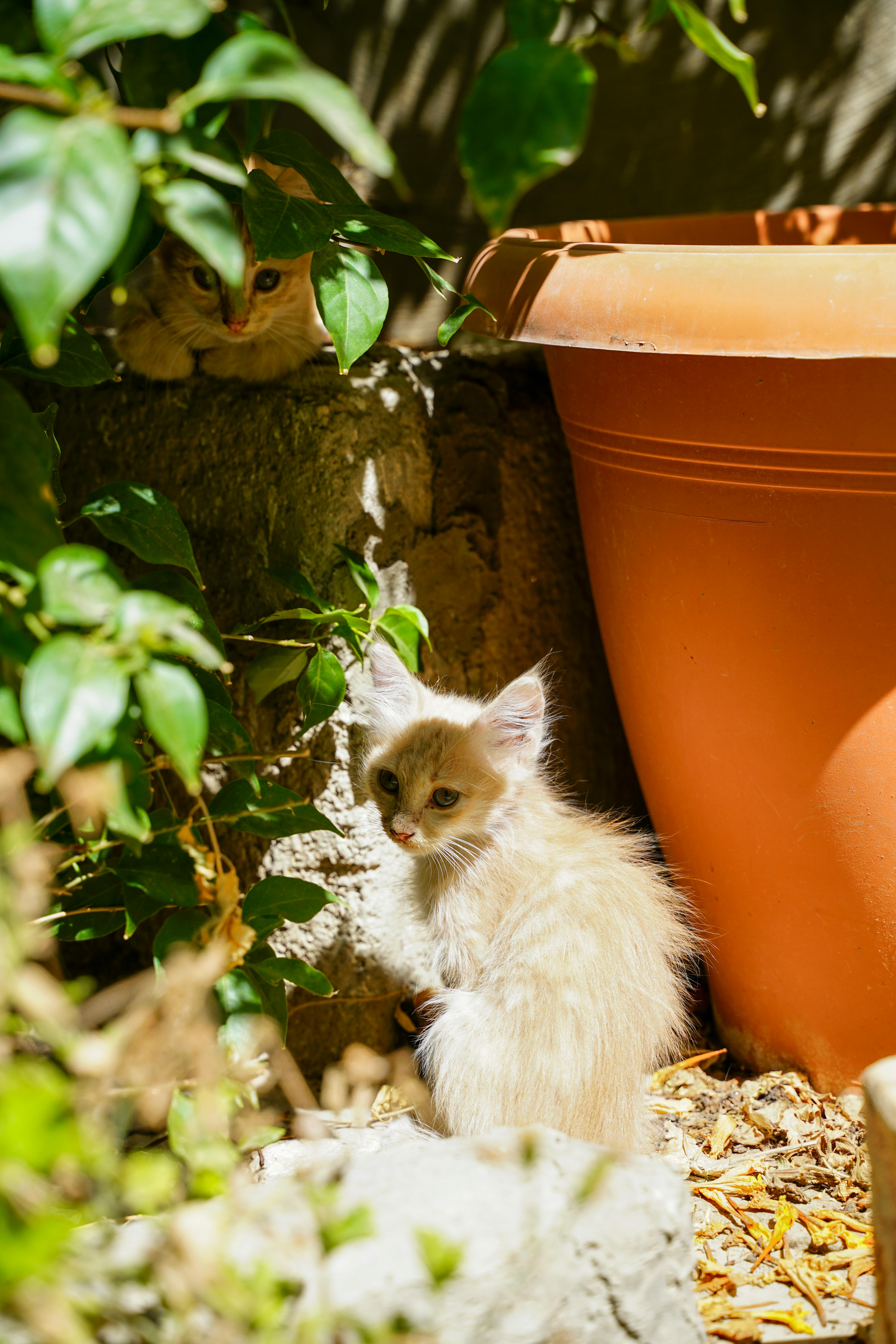 Cute Cat Kittens Photos, Download The BEST Free Cute Cat Kittens Stock ...