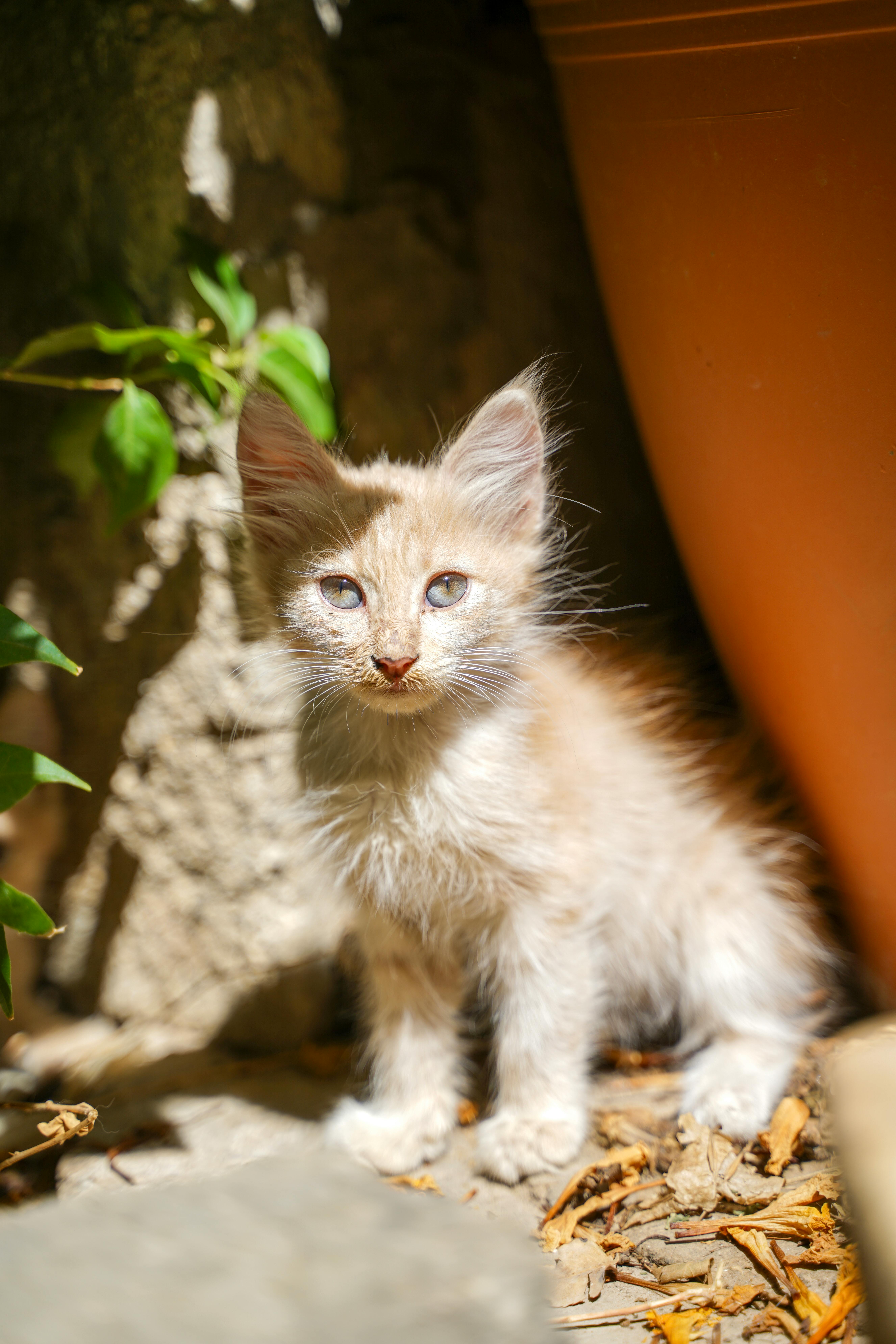 Kitty+Cute+Web+Girls Photos, Download The BEST Free Kitty+Cute+Web ...