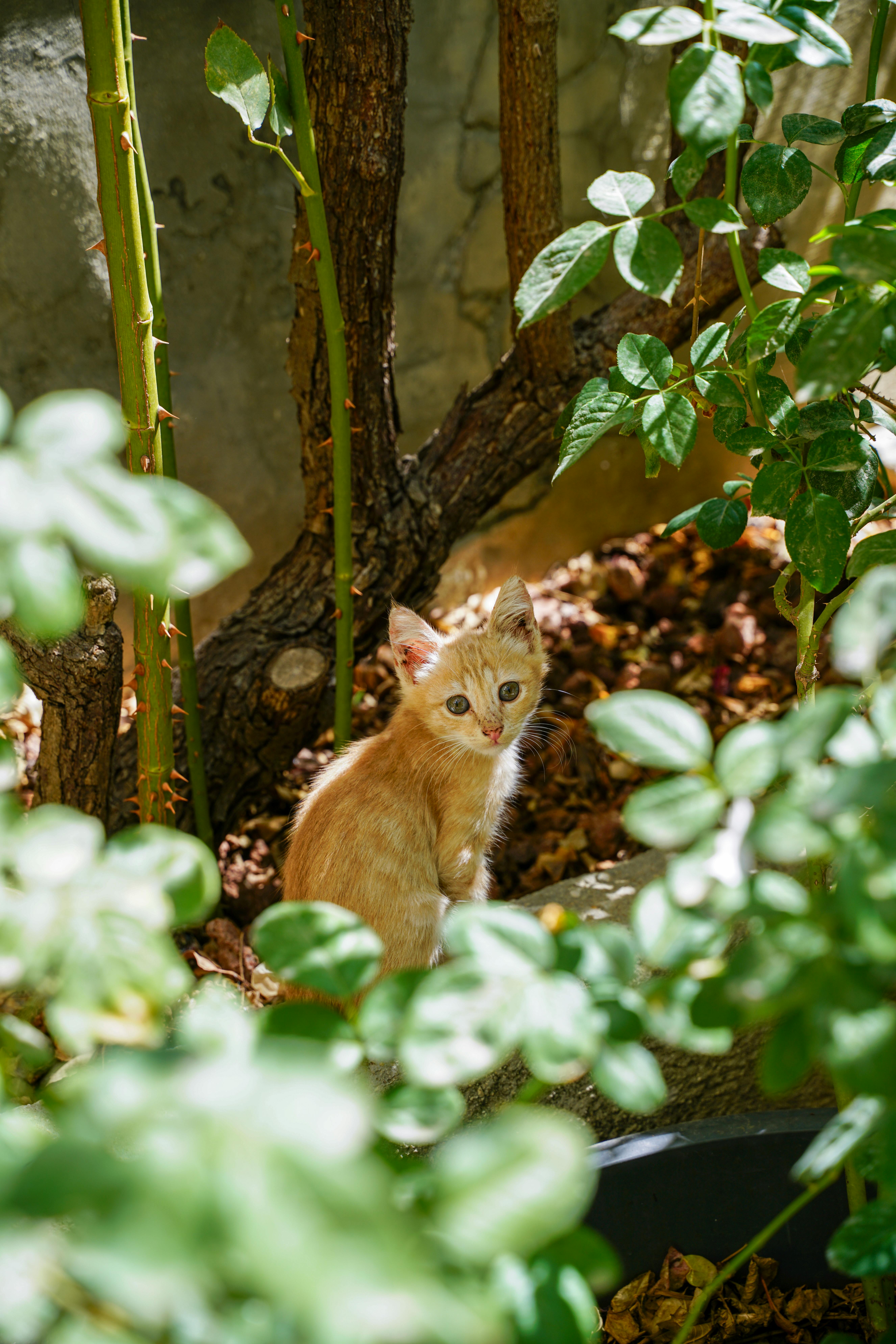 Cute Cat Kittens Photos, Download The BEST Free Cute Cat Kittens Stock ...