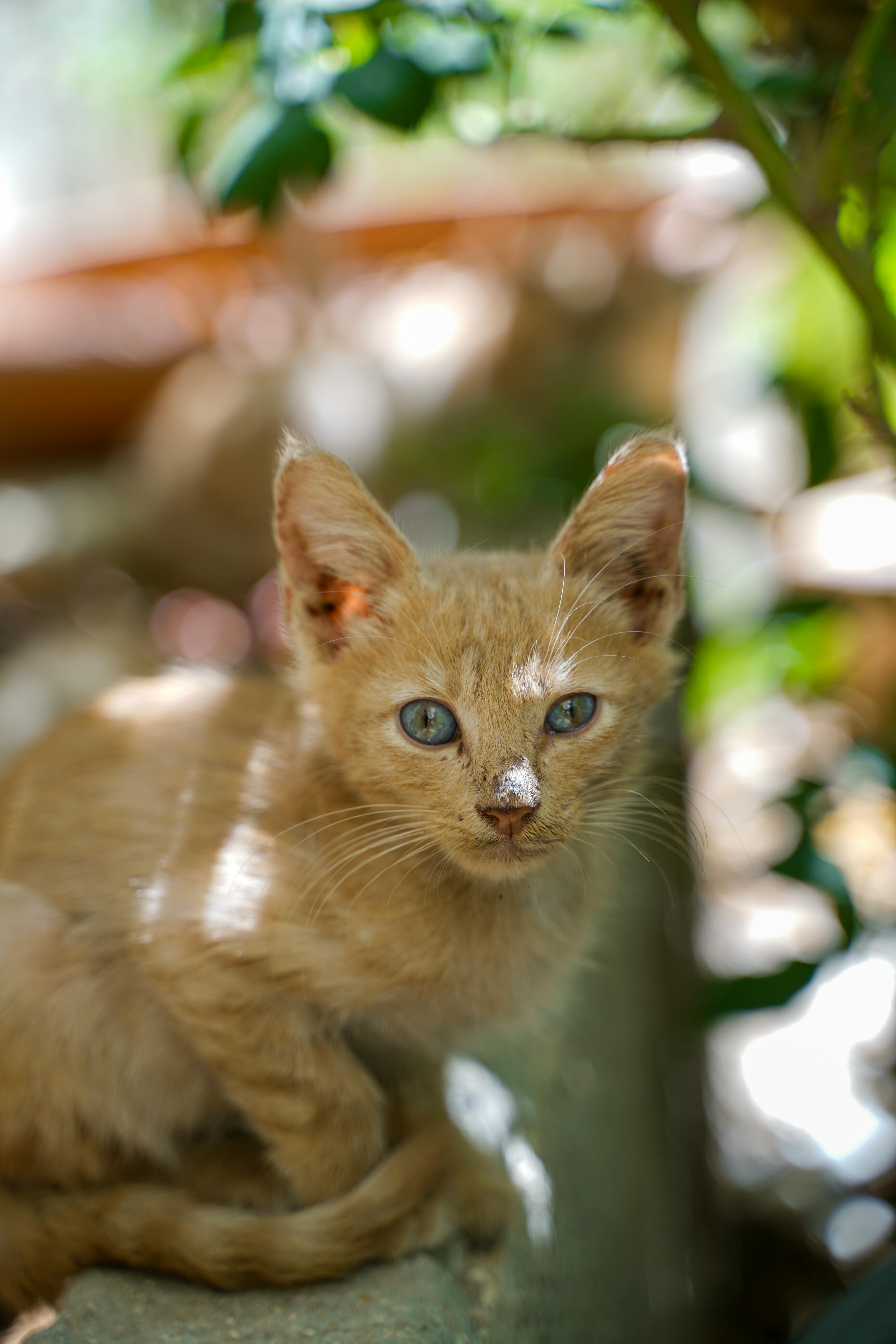 Kitty+Cute+Web+Girls Photos, Download The BEST Free Kitty+Cute+Web ...