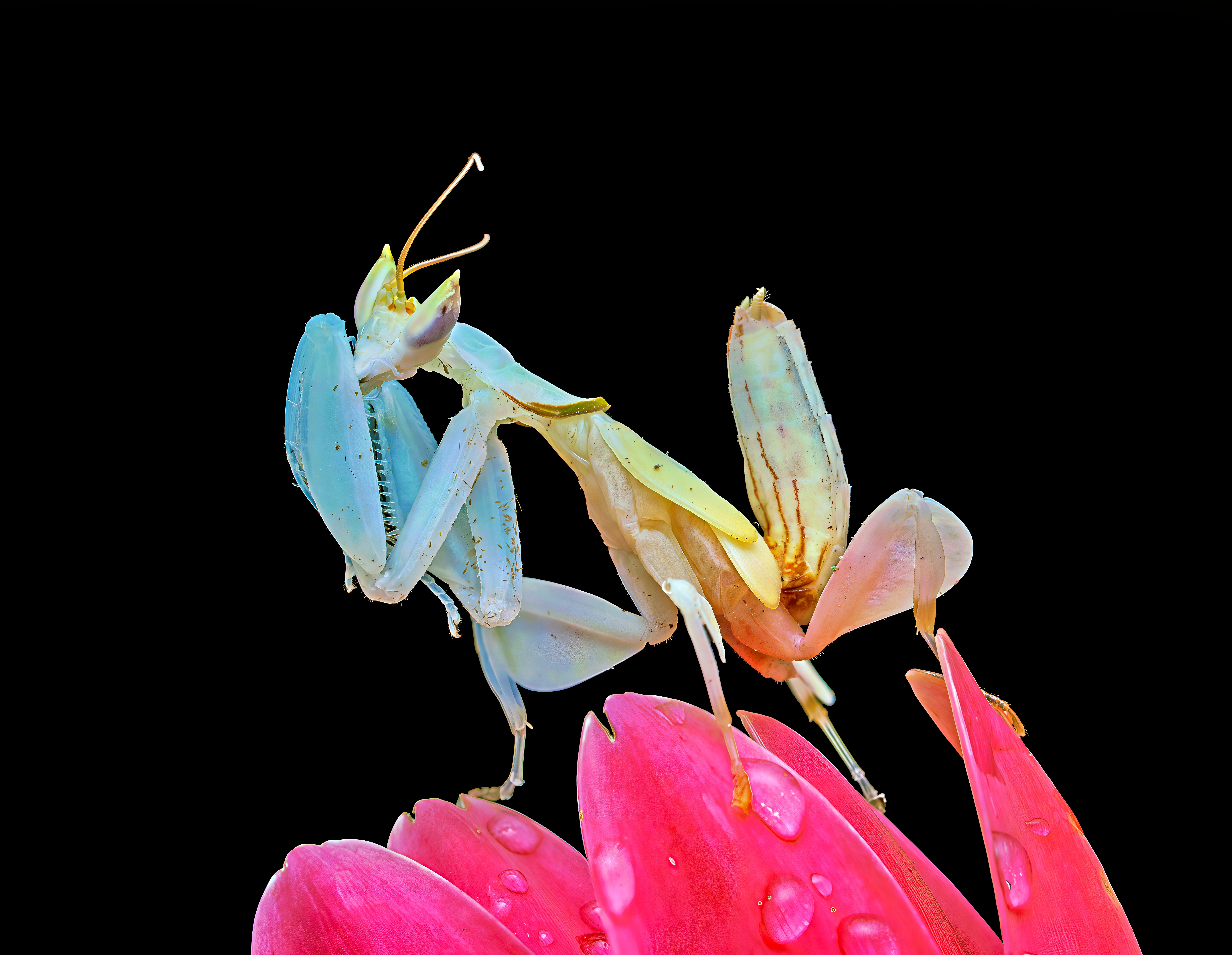 Colorful Orchid Mantis on Pink Petals · Free Stock Photo