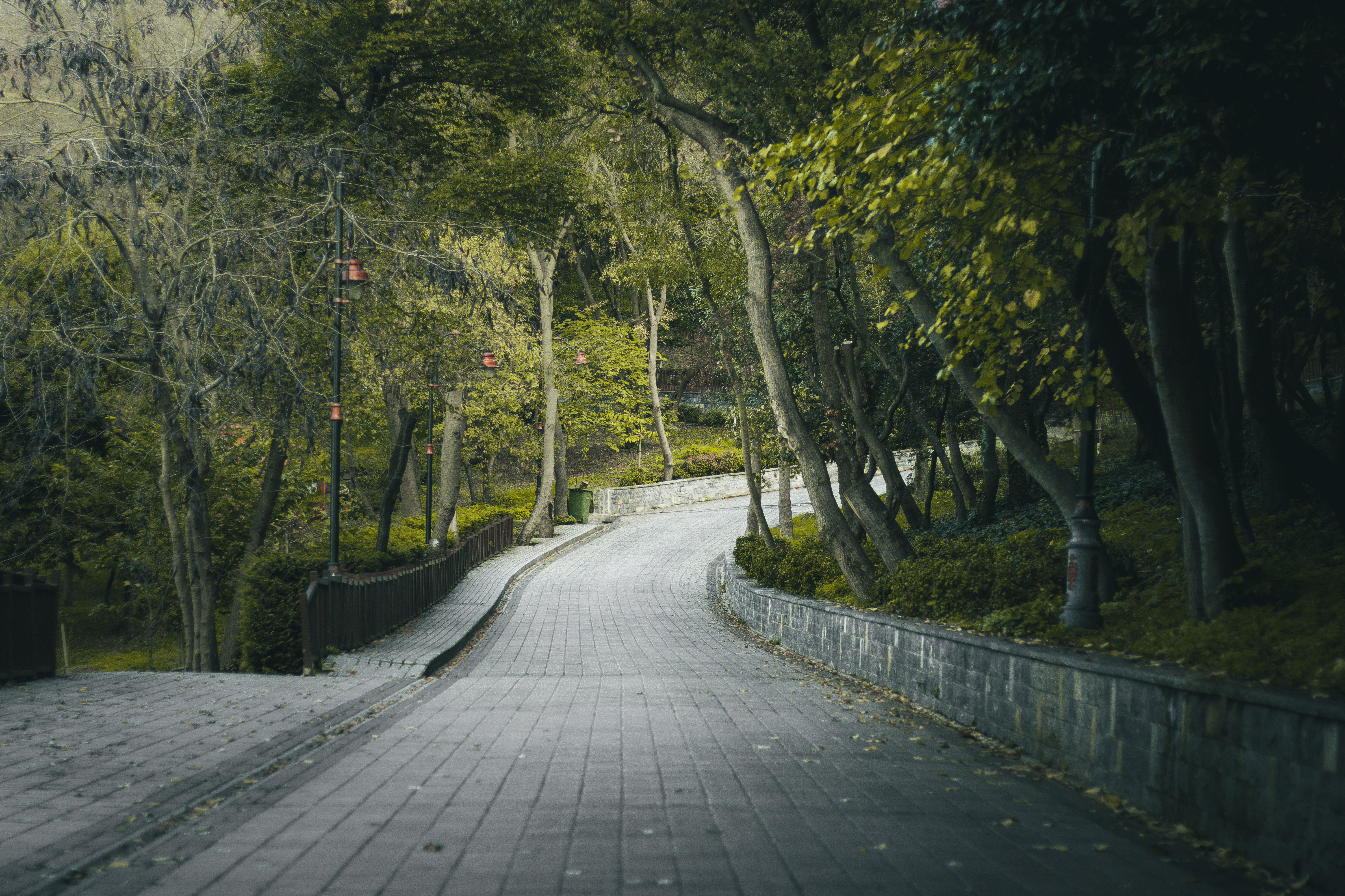 Serene Curved Pathway Through Green Forest · Free Stock Photo