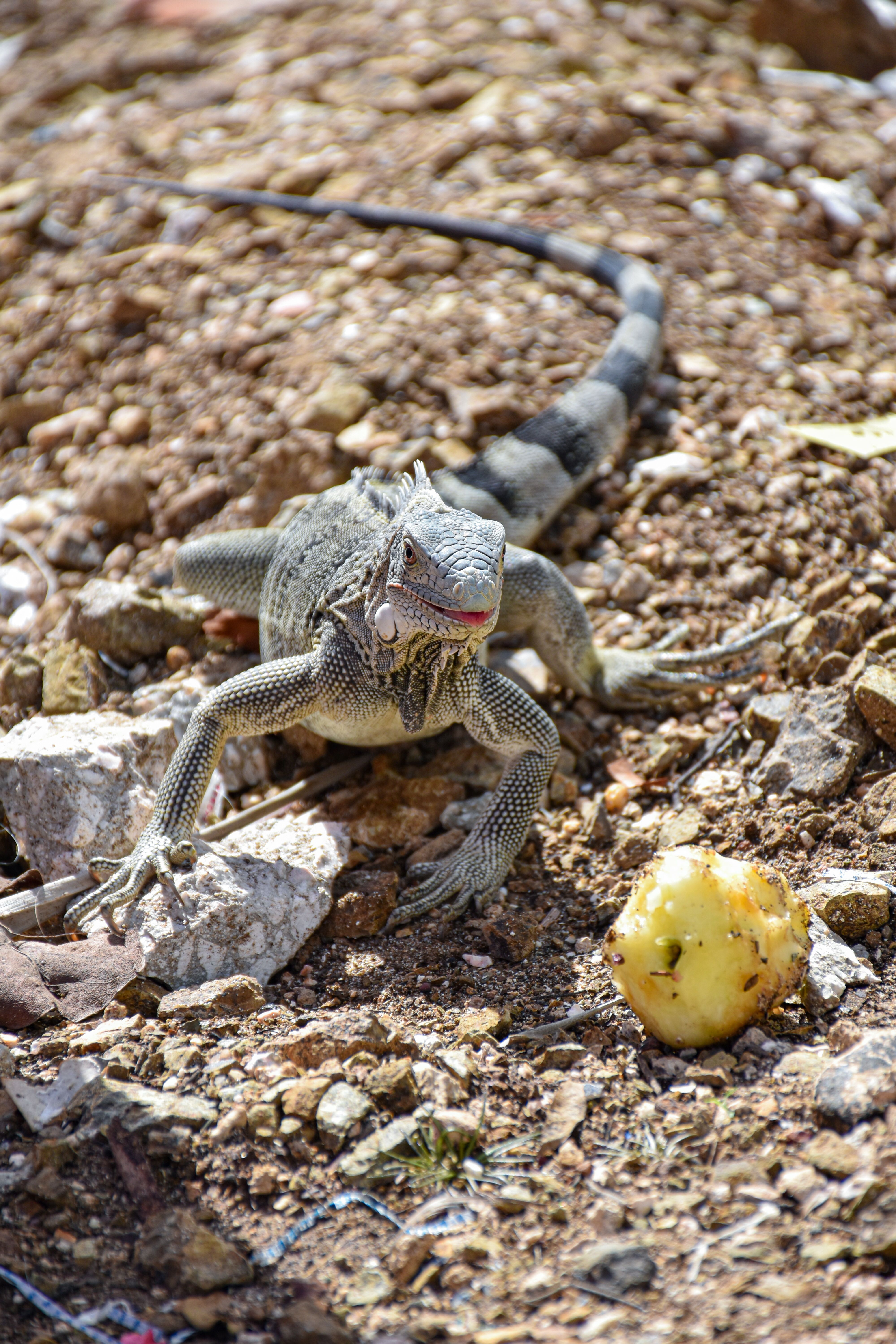Iguana in Rocky Terrain with Fruit · Free Stock Photo